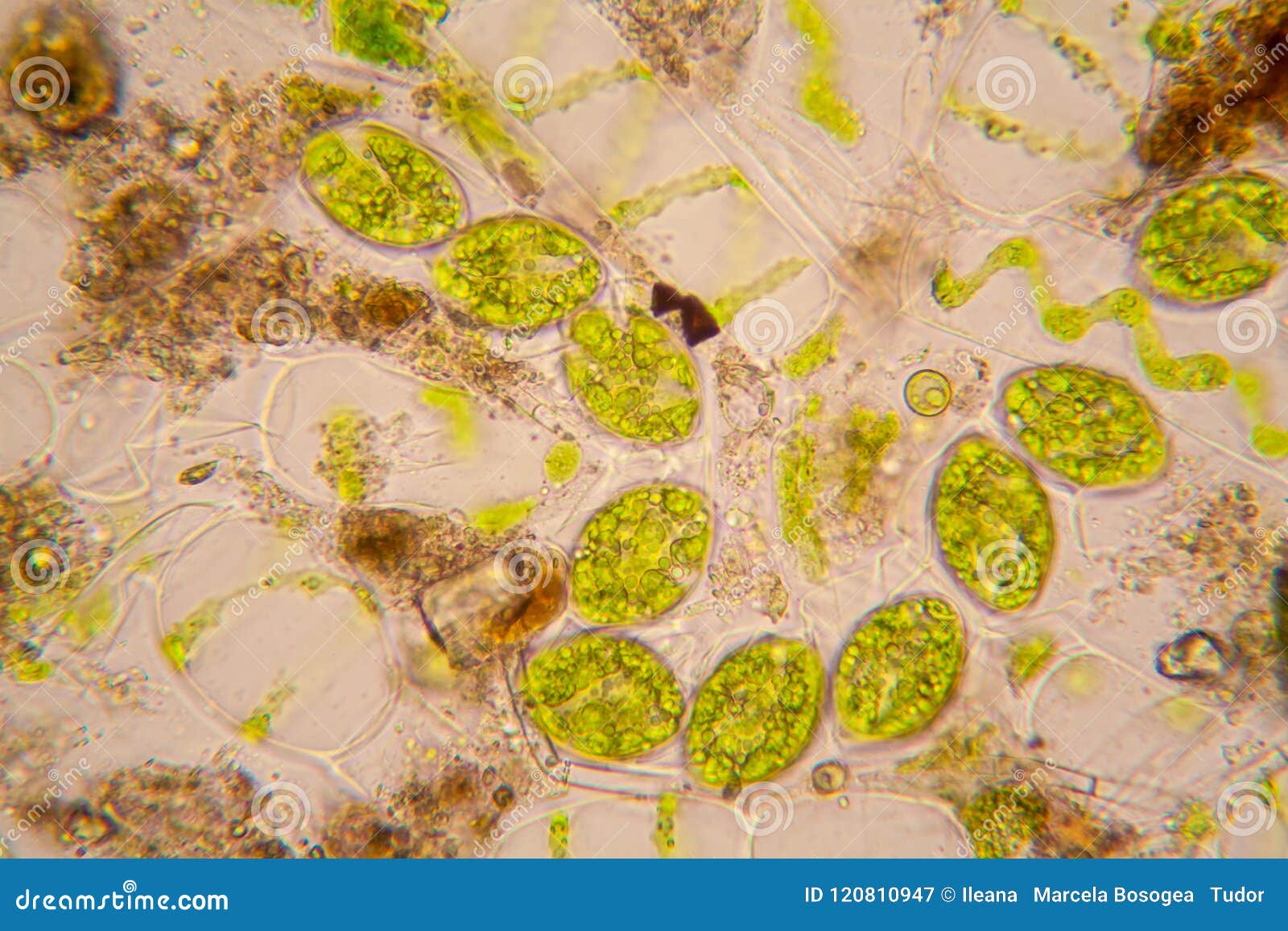Accumulez Le Plancton Et Les Algues De L'eau Au Microscope Spirogyra ...