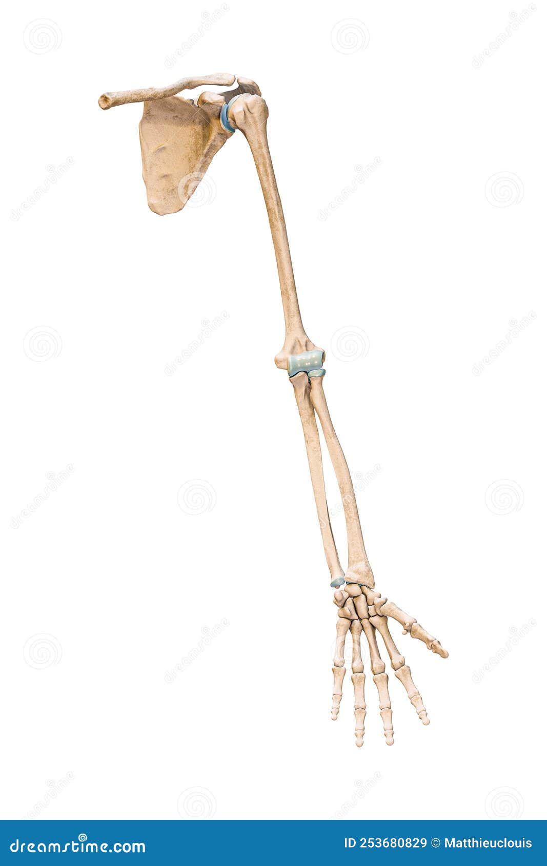Accurate Anterior Or Front View Of The Arm Or Upper Limb Bones Of The Human Skeletal System
