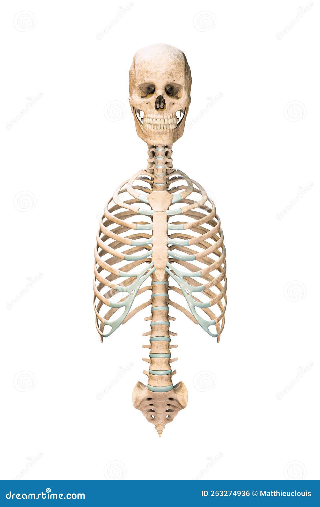 Accurate Anterior or Front View of Axial Bones of Human Skeletal System ...