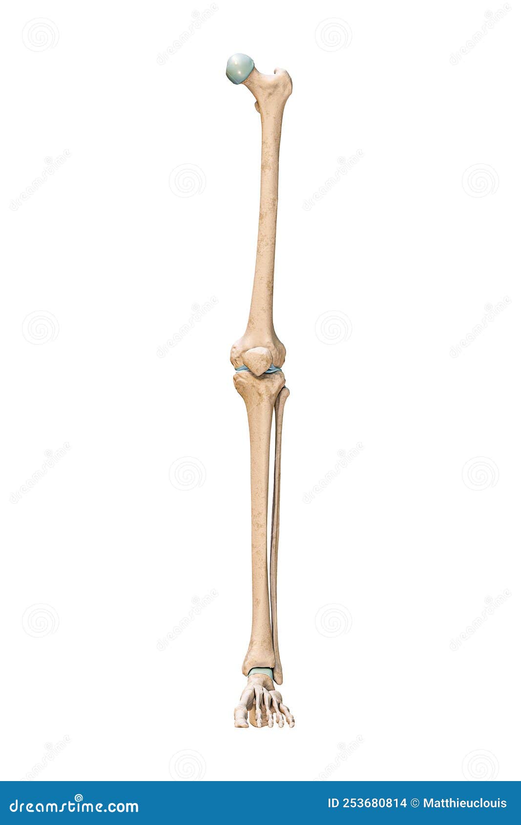 Skeletal System Legs