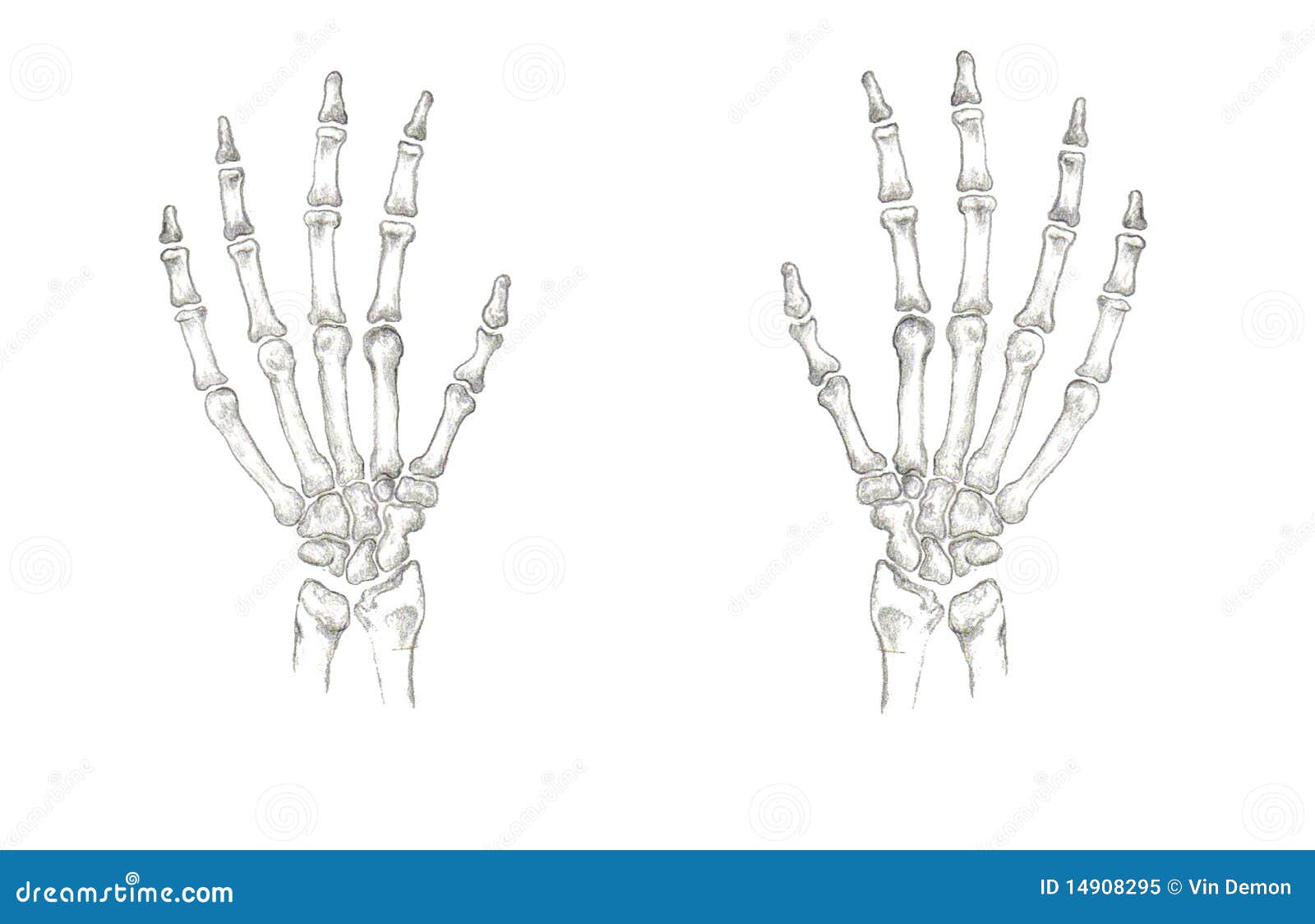 Accurate hand bones stock illustration. Illustration of parts - 14908295