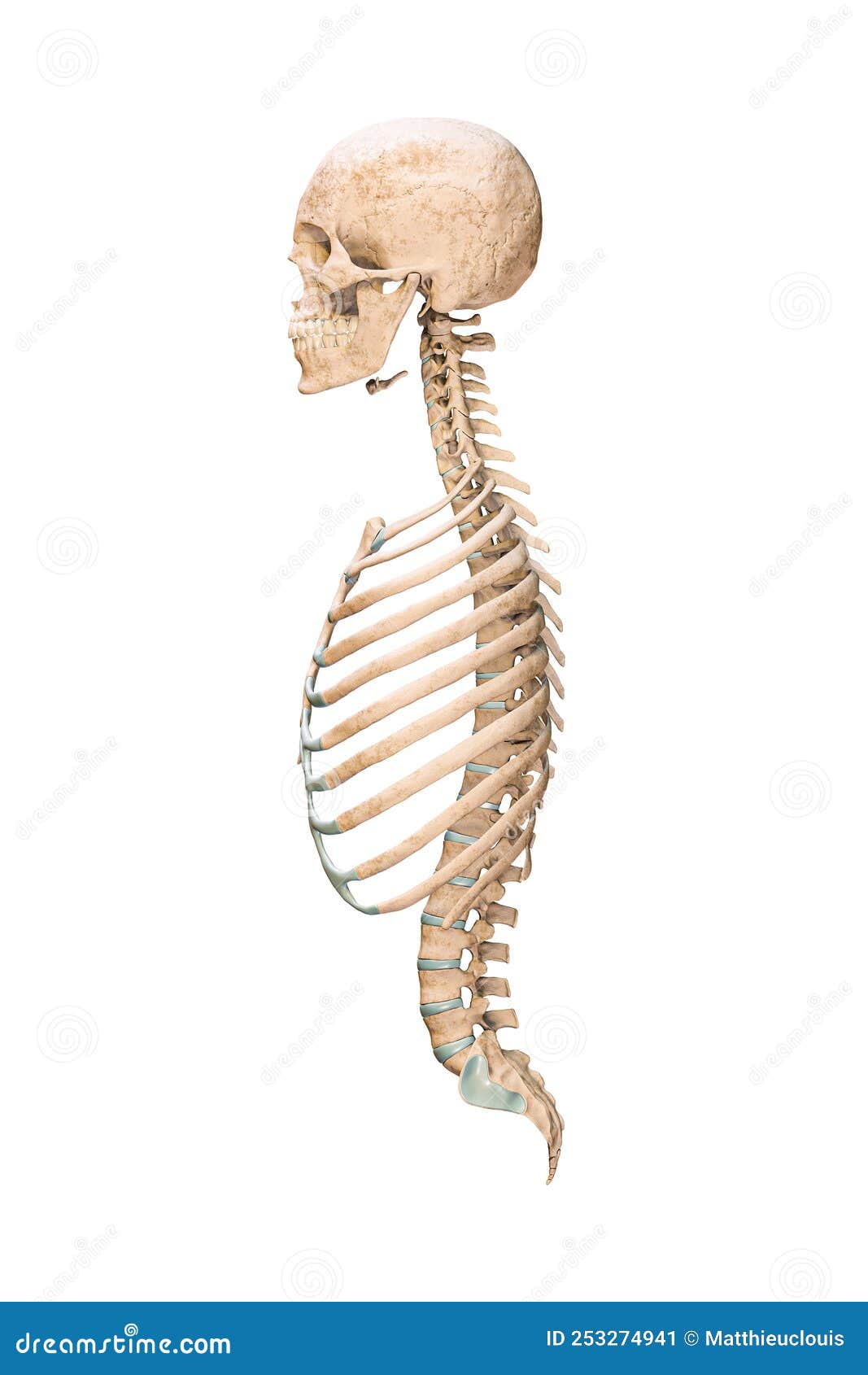 Accurate Lateral or Profile View of Axial Bones of Human Skeletal System or Skeleton Isolated on ...
