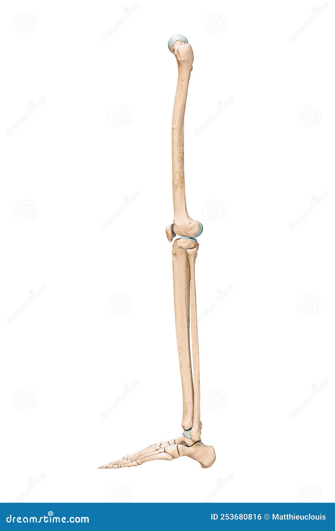 Accurate Lateral Or Profile View Of The Leg Or Lower Limb Bones Of The ...