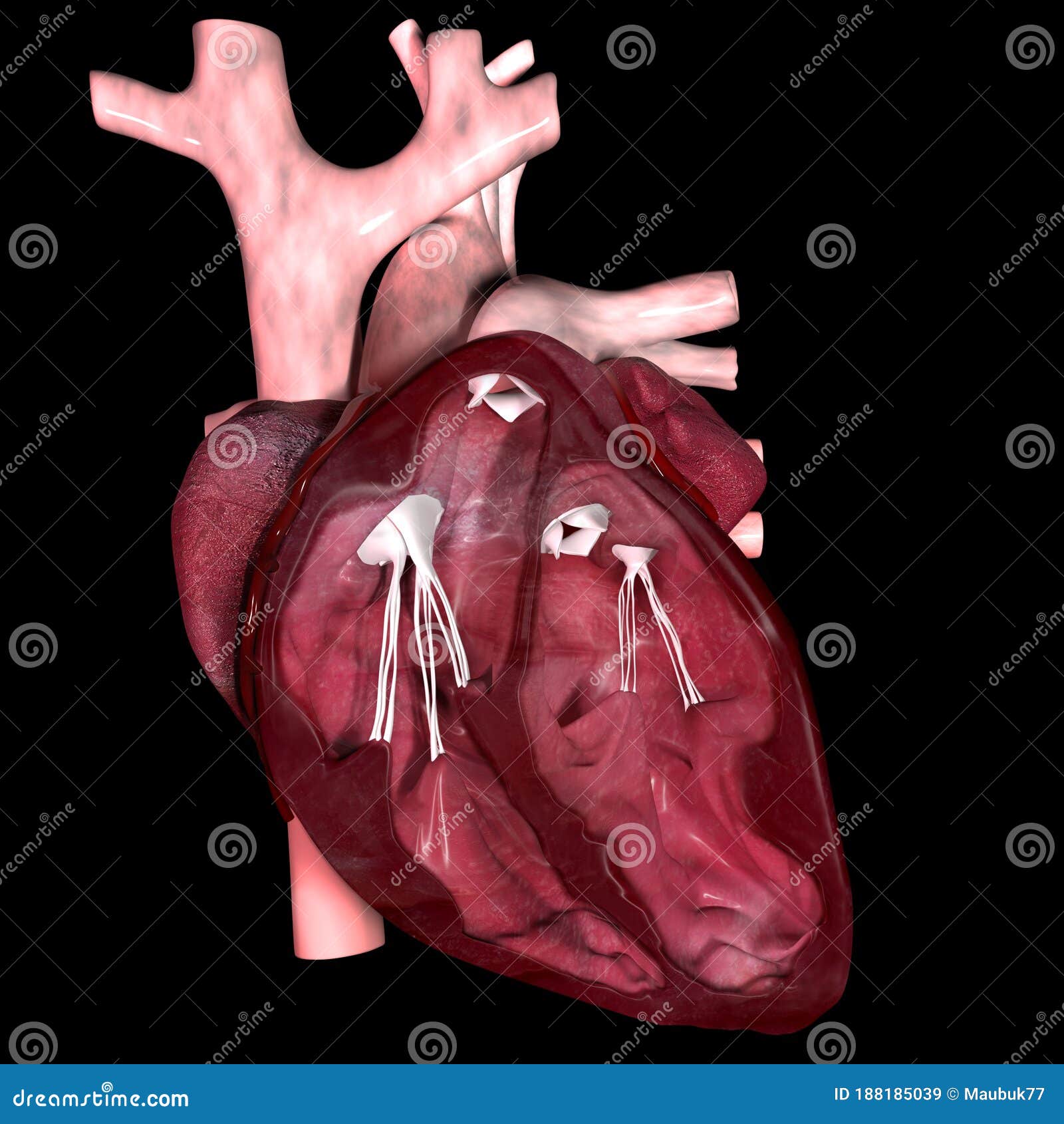 Accurate Representation of the Human Heart Section Stock Illustration ...