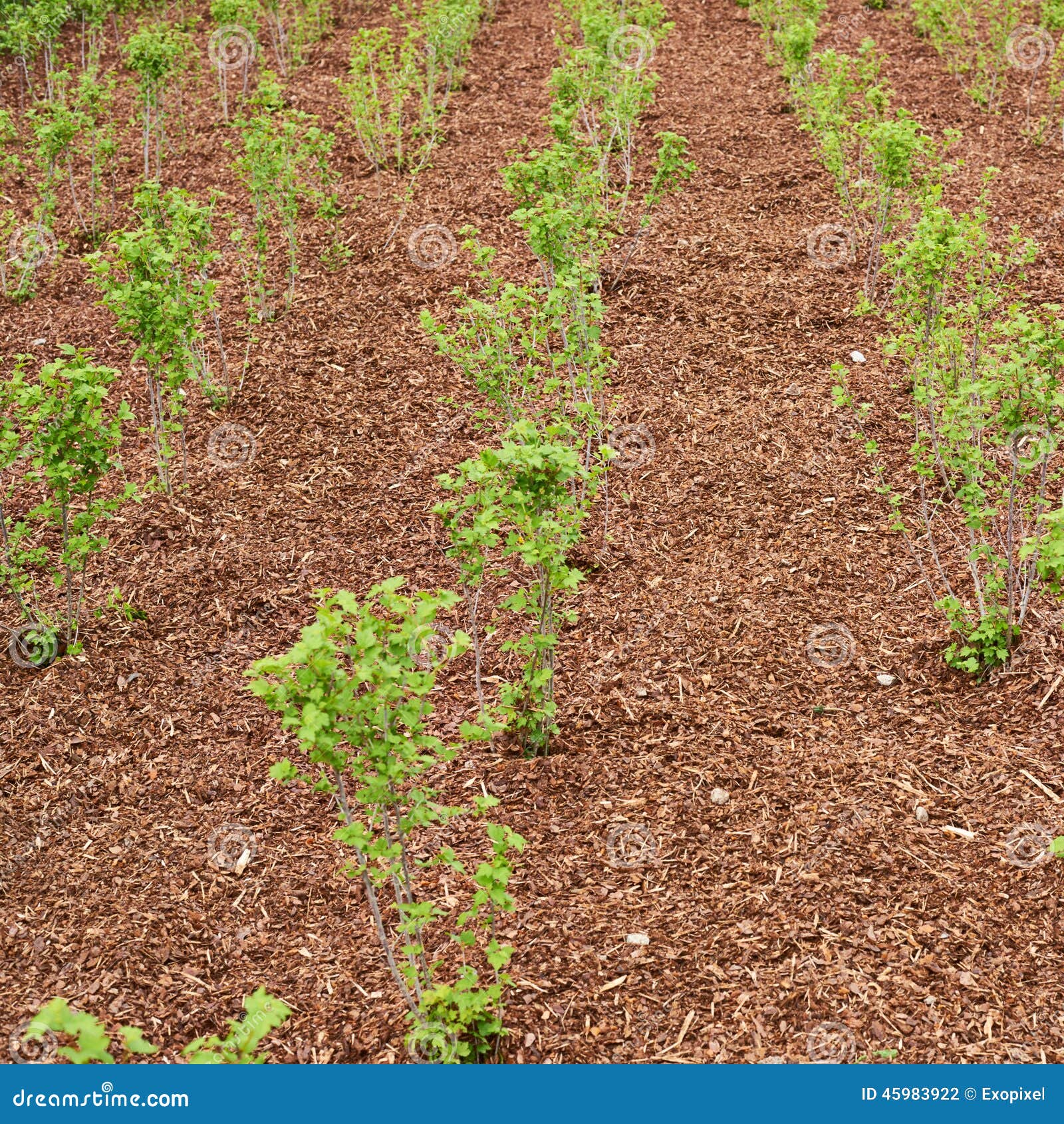 Accurate Rows of Currant Seedlings Stock Photo - Image of country ...