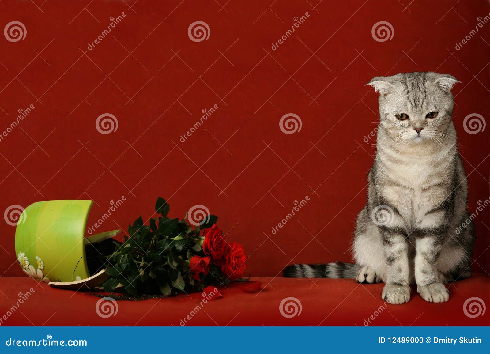 Accused Cat and Broken Pot of Flowers Stock Photo - Image of flowers ...