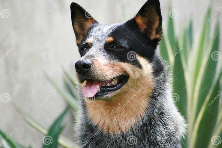 ACD Australian Cattle Dog stock image. Image of breed - 1641911