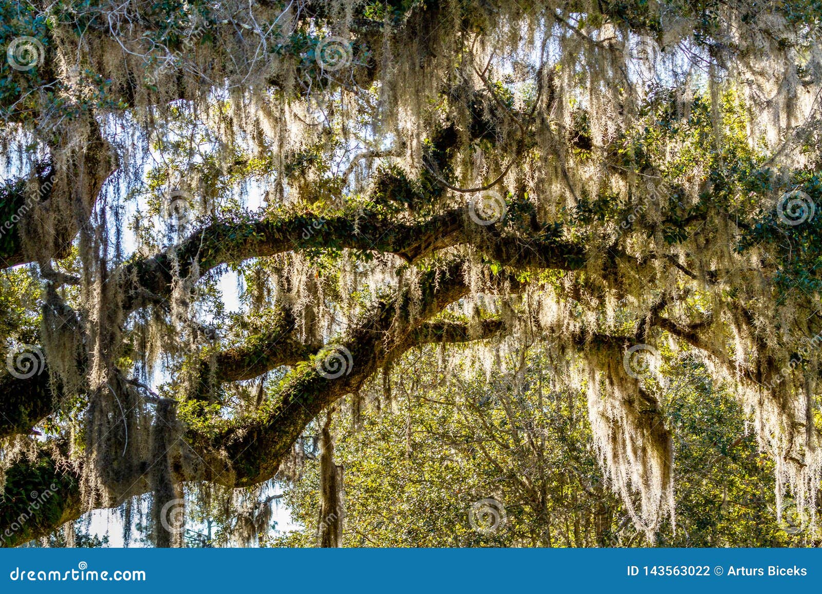ACE Basin National Wildlife Refuge Stock Photo - Image of water ...