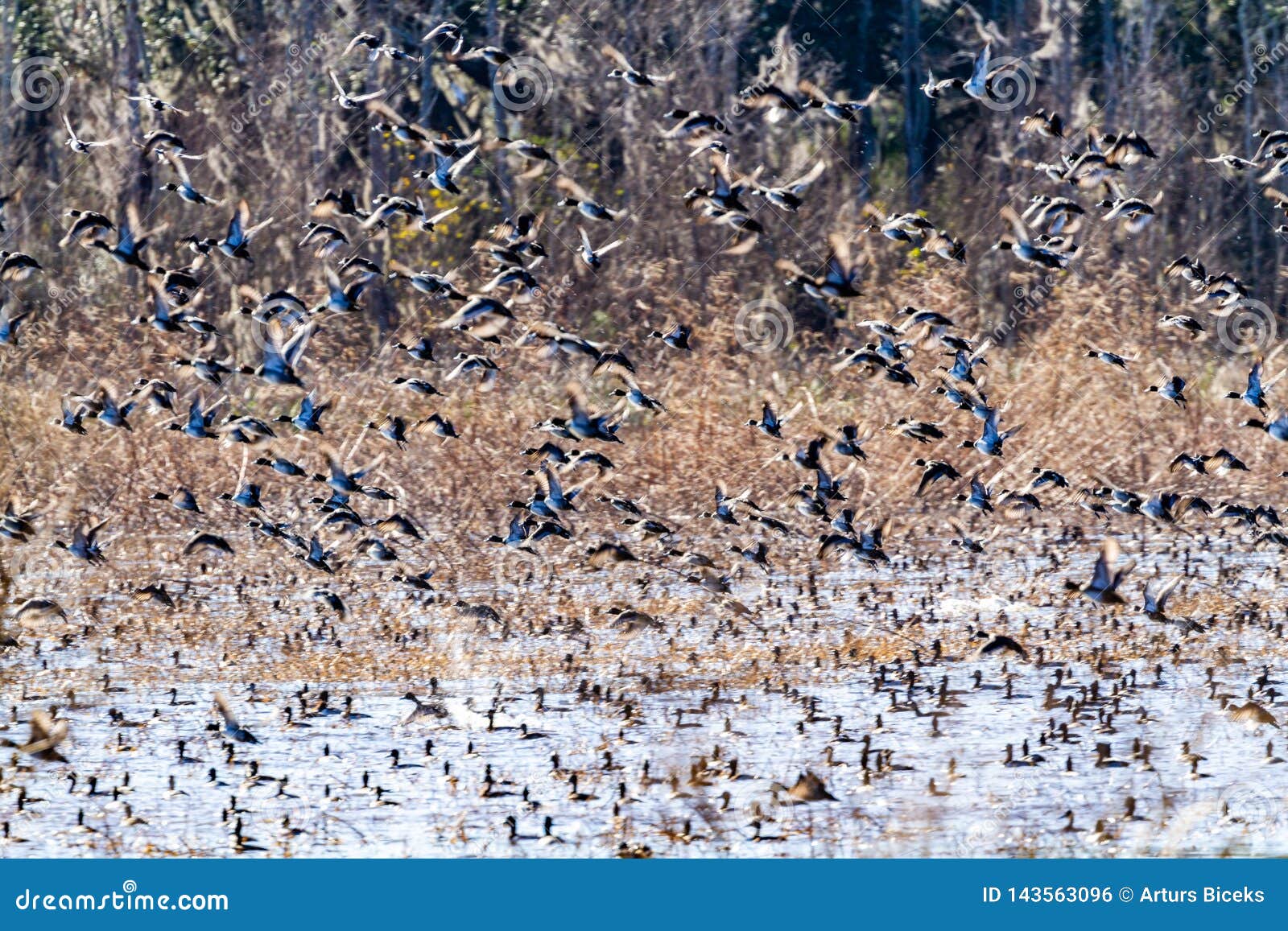 ACE Basin National Wildlife Refuge Stock Photo - Image of color ...