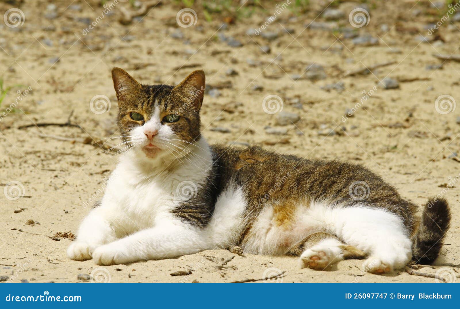Ace the Cat stock image. Image of green, looking, outdoors - 26097747