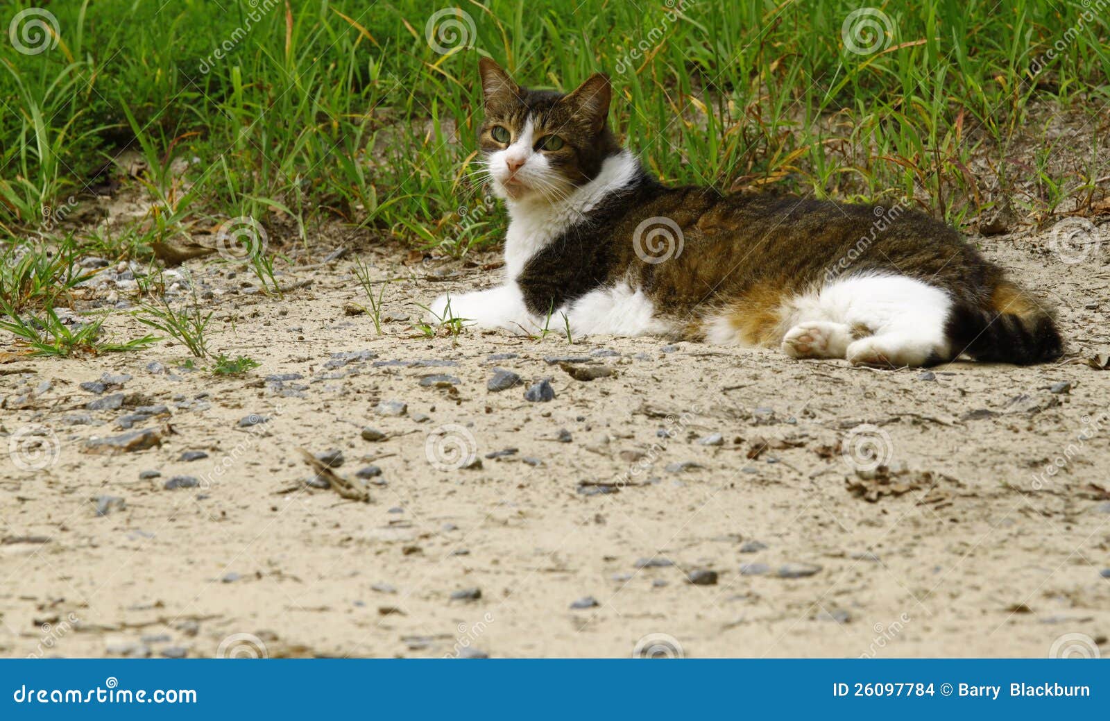 Ace the Cat stock photo. Image of black, daytime, nose - 26097784