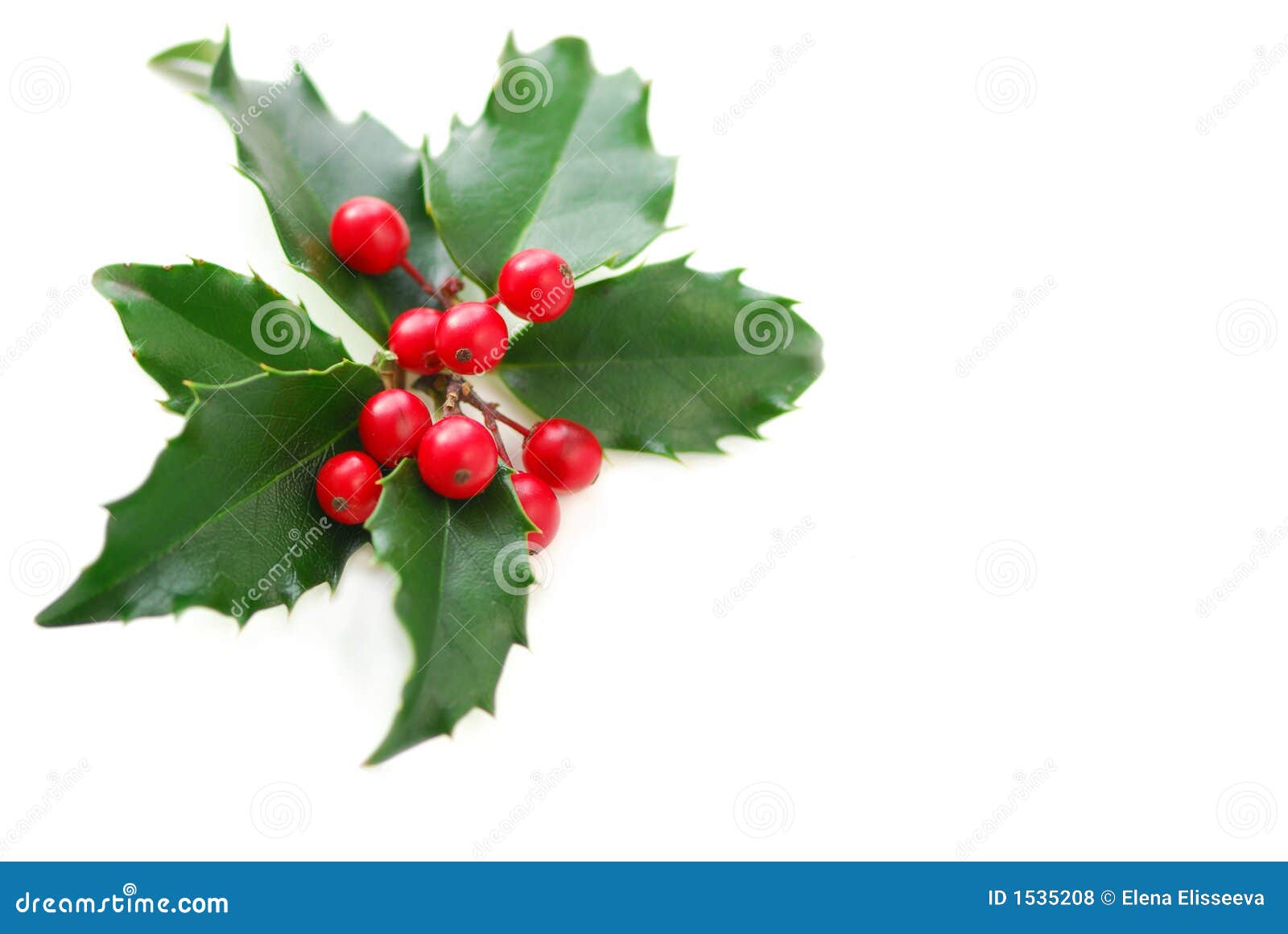 Acebo de la Navidad foto de archivo. Imagen de aislado - 1535208