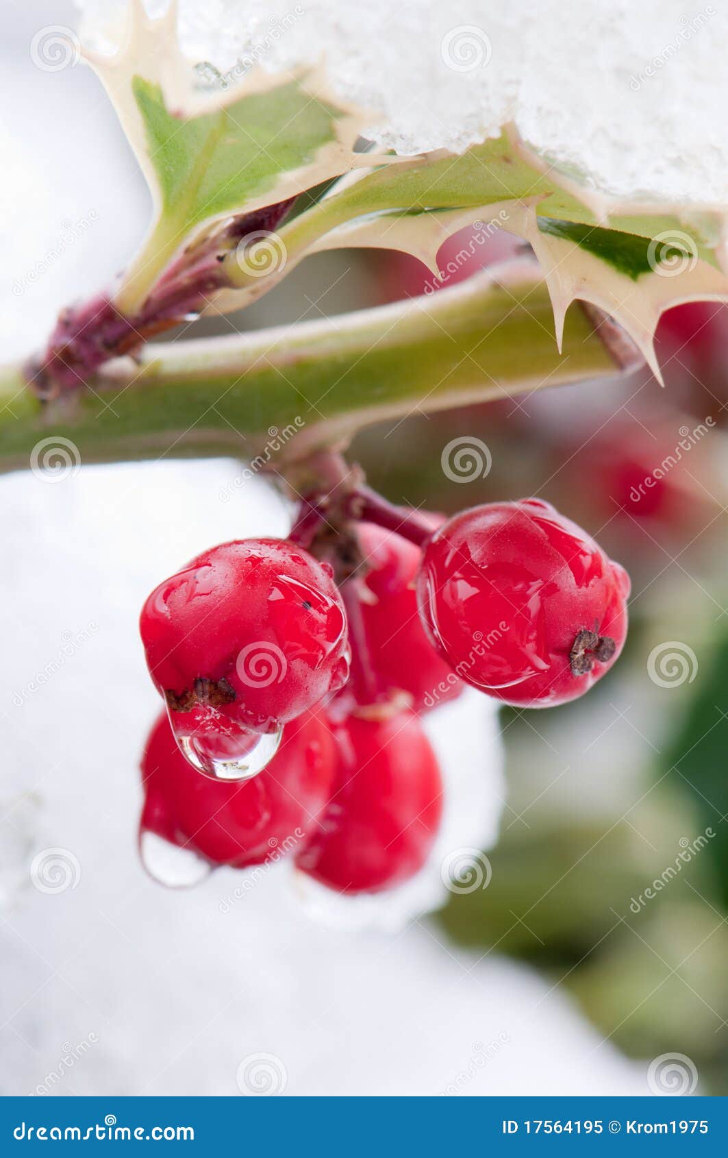 Acebo De La Navidad Bajo Nieve Imagen de archivo - Imagen de macro ...