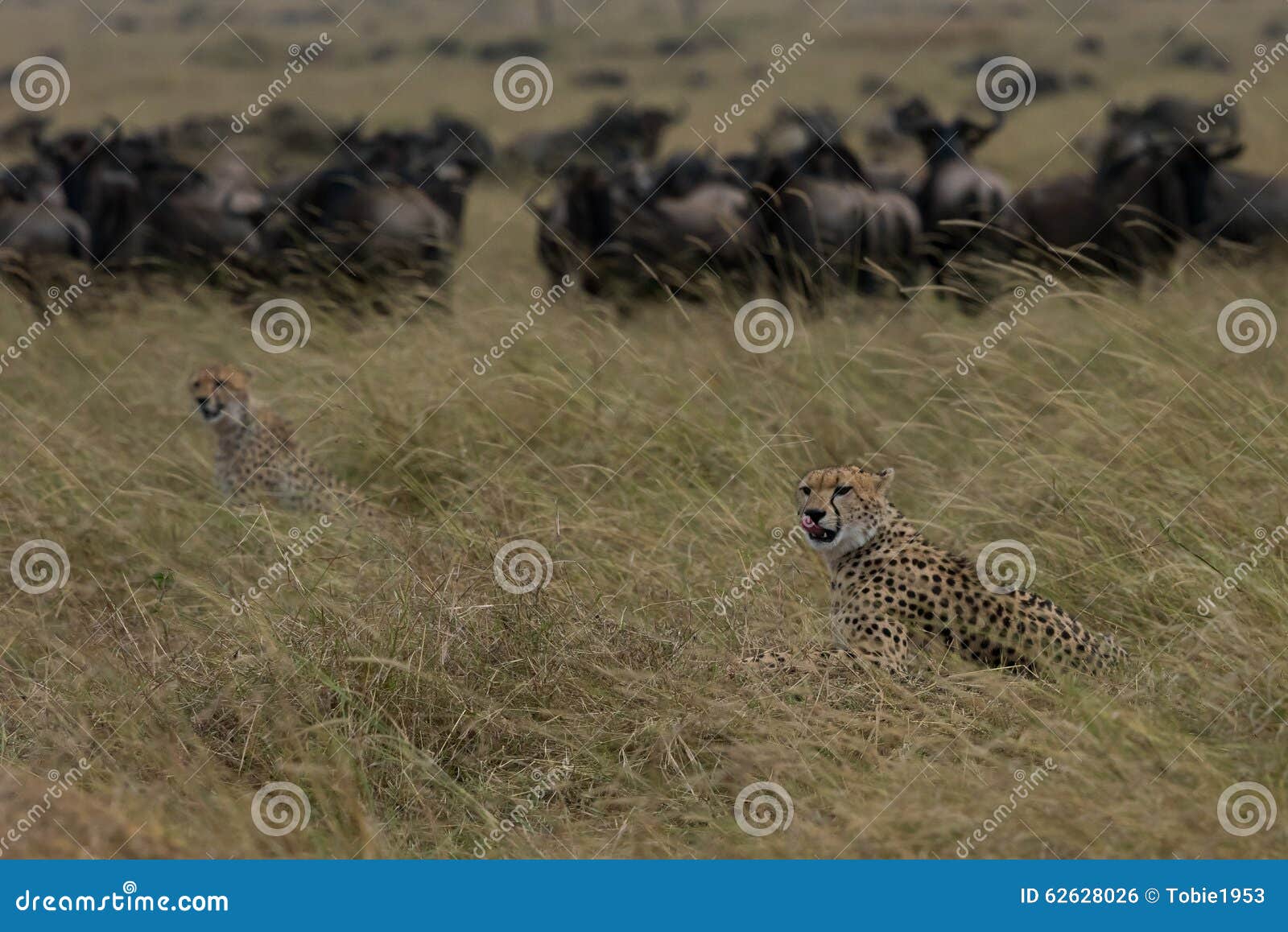 Acecho foto de archivo. Imagen de animal, llanos, hierba - 62628026