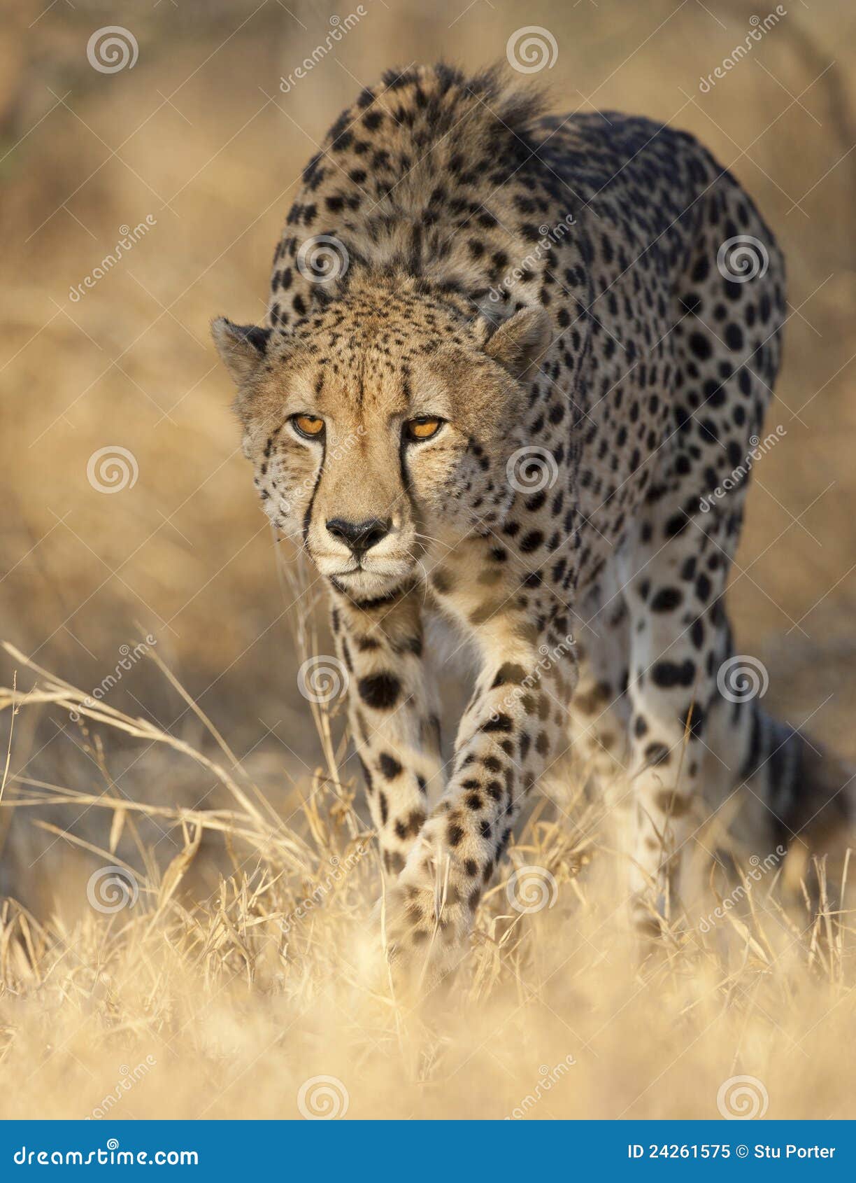 Acecho del guepardo imagen de archivo. Imagen de acecho - 24261575
