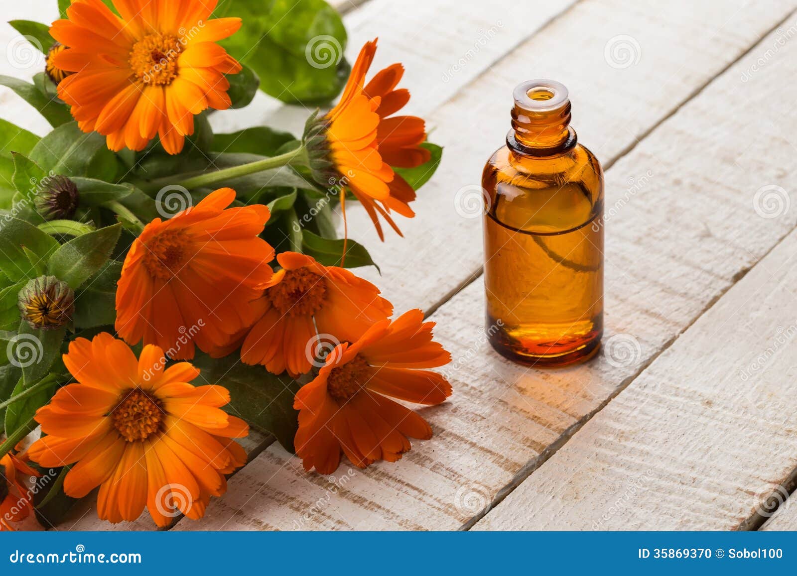 Aceite Esencial Del Aroma Del Calendula Foto de archivo - Imagen de ...