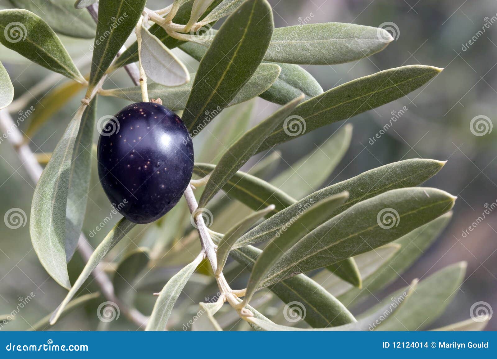 Aceituna en árbol - negro foto de archivo. Imagen de agricultura - 12124014