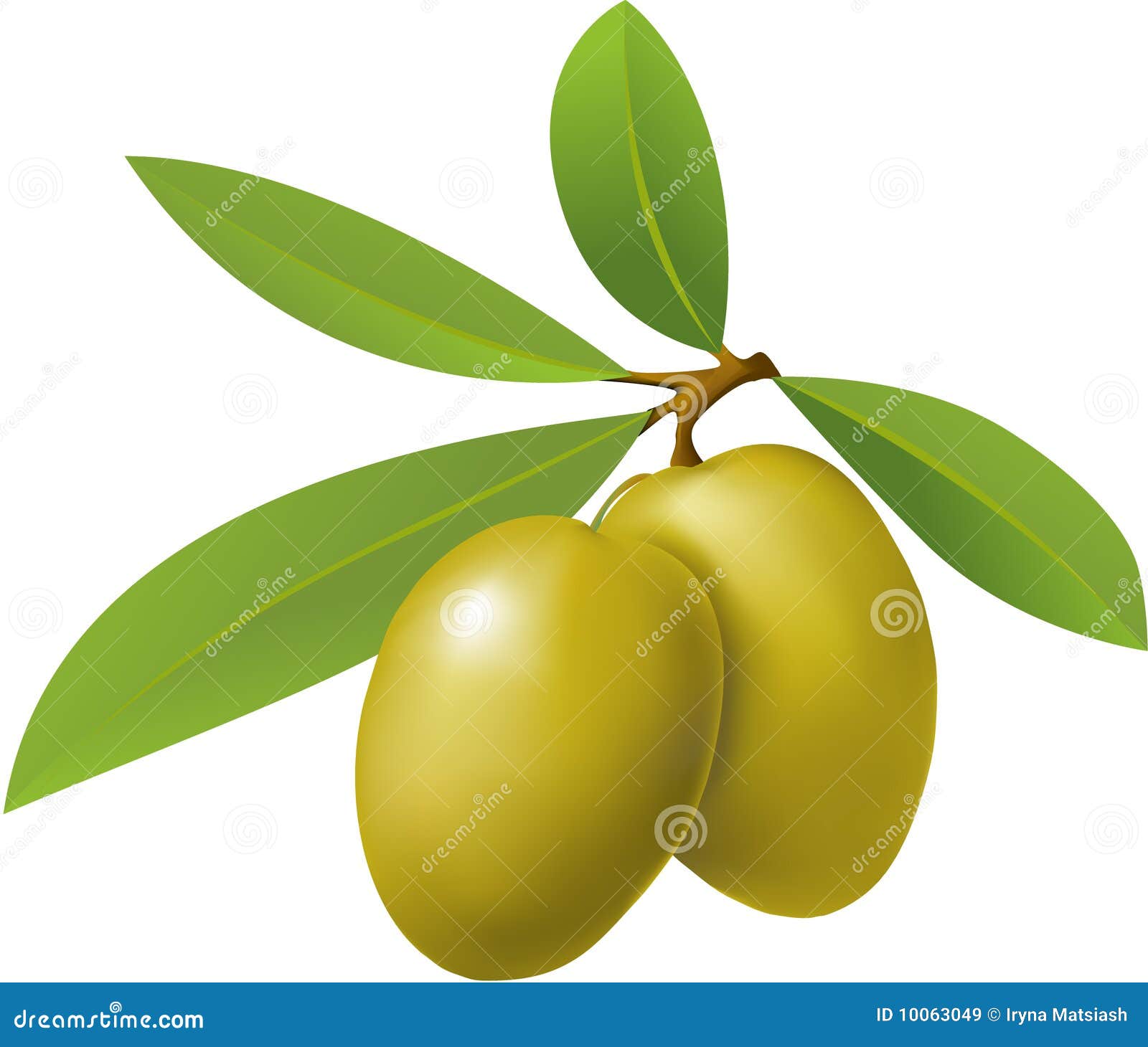 Aceitunas ilustración del vector. Ilustración de hoja - 10063049