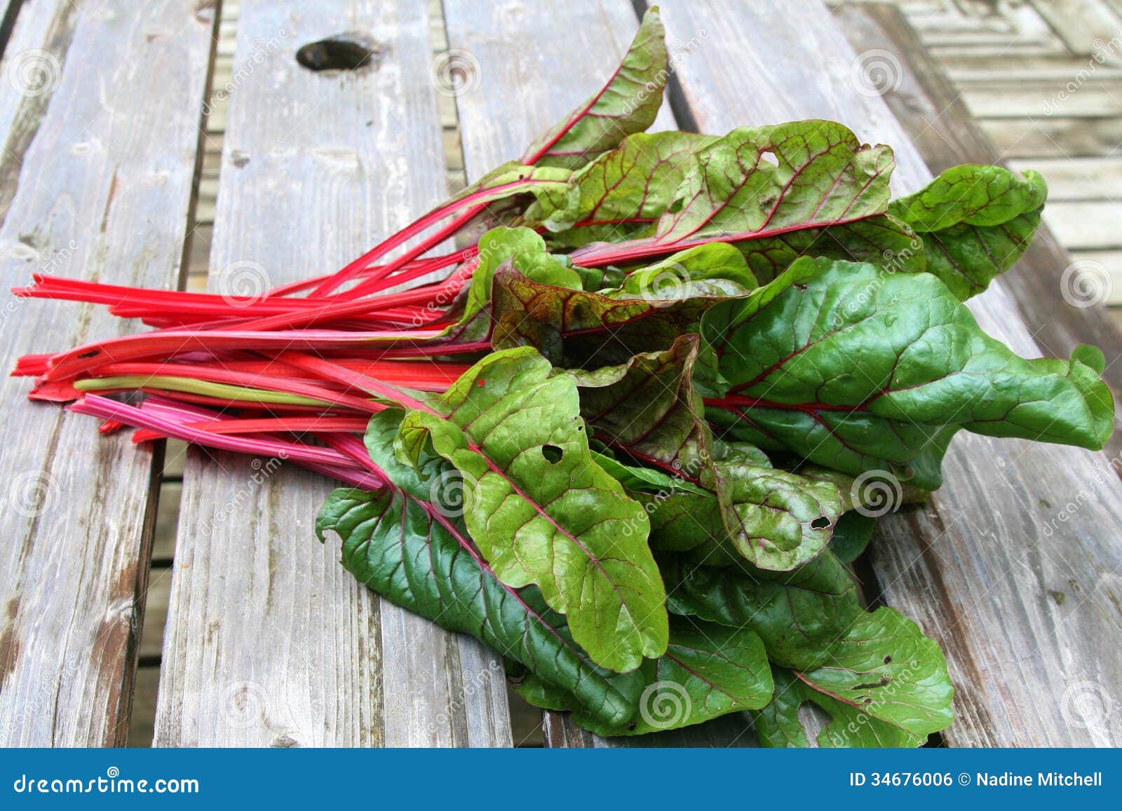 Acelga foto de stock. Imagem de naughty, fazenda, coma - 34676006