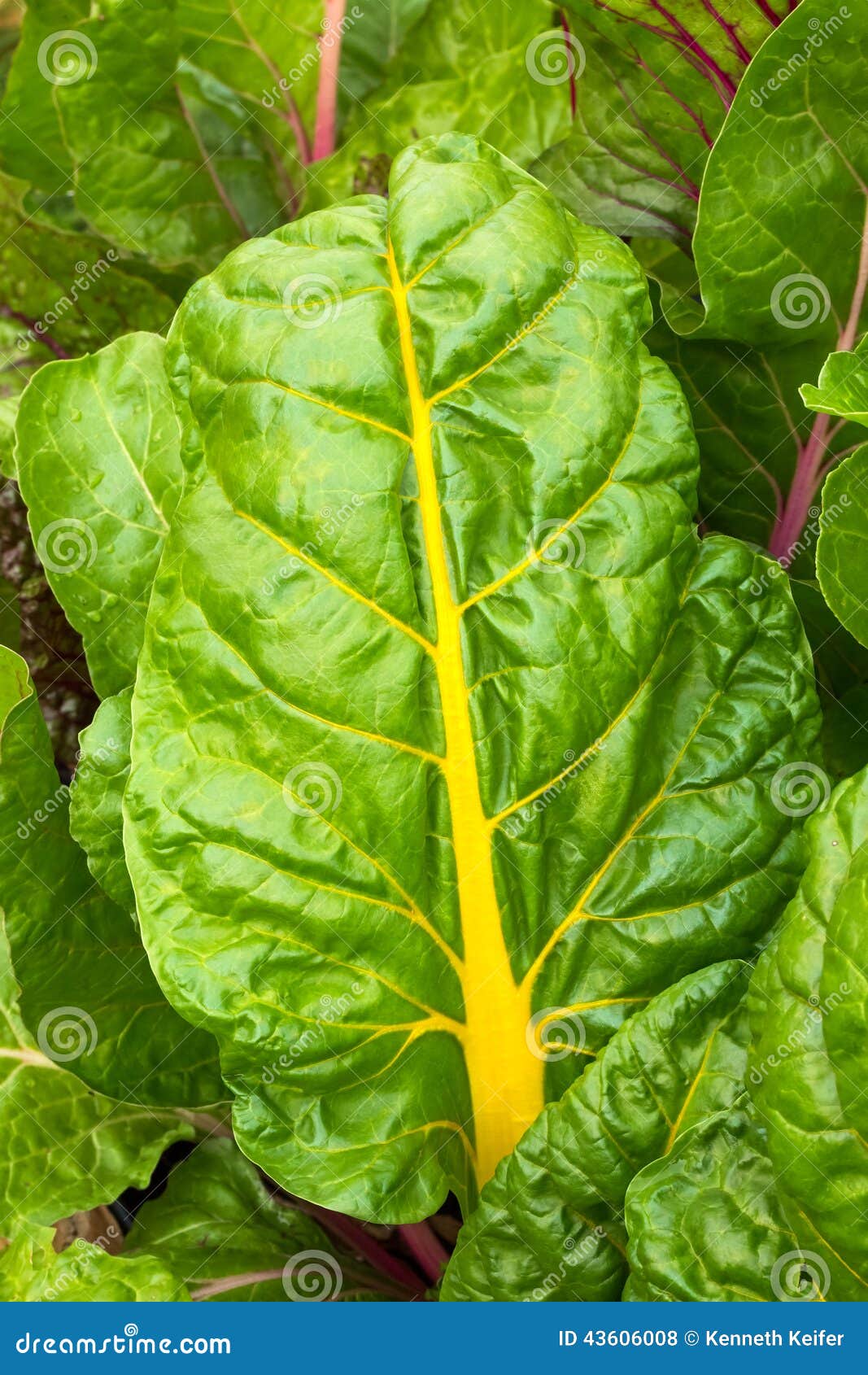 Acelga colorida foto de stock. Imagem de vegetais, quadrado - 43606008