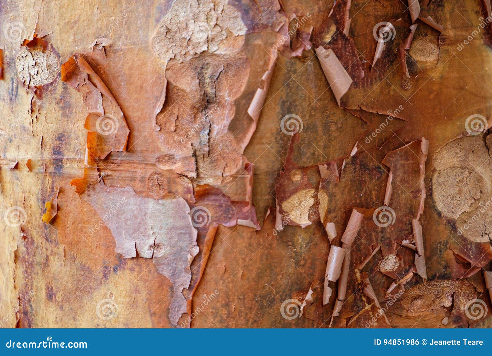 Acer Griseum, Peeling Bark Maple Tree Stock Photo - Image of texture ...