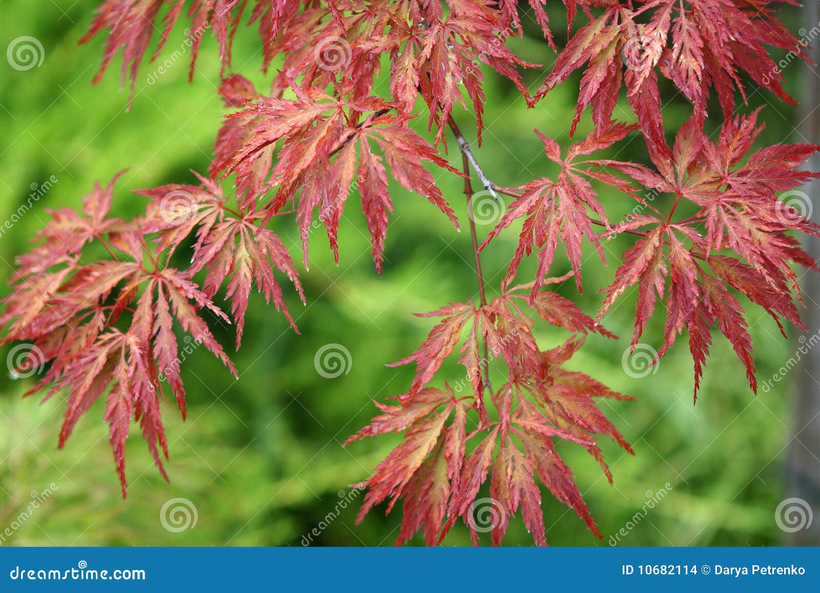 Acer japonicum stock photo. Image of downy, life, outside - 10682114