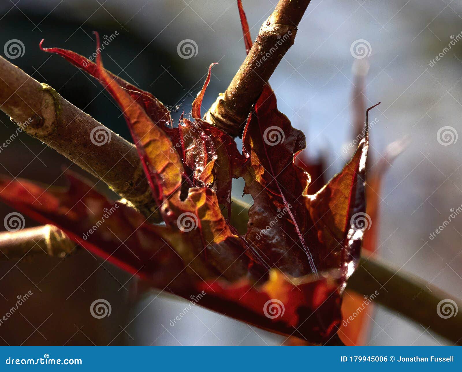 Acer Maple Tree Leaf Emerging in Spring. Stock Photo - Image of leaf ...