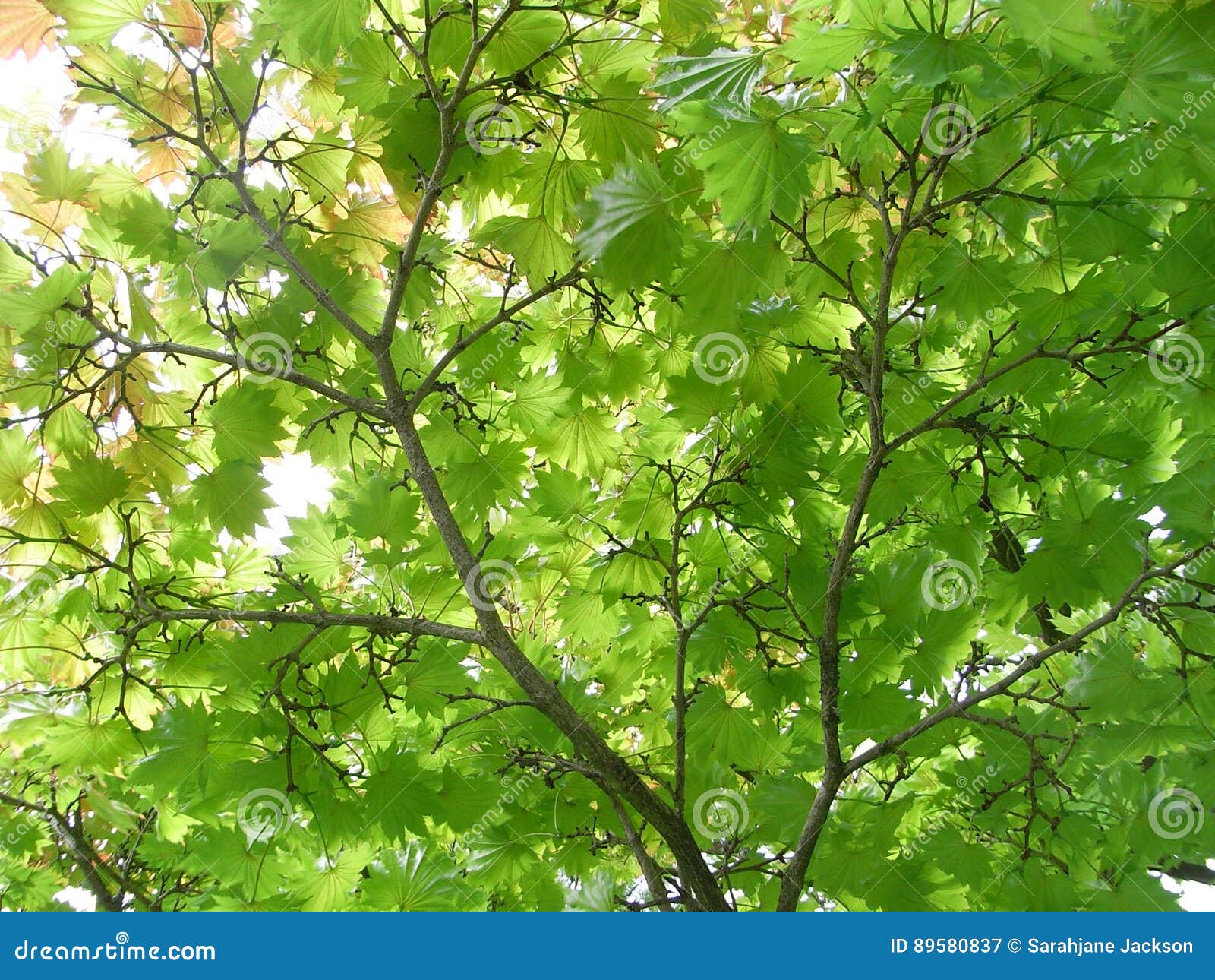 Acer Maple Underneath of Tree in Full Green Leaf Stock Image - Image of ...