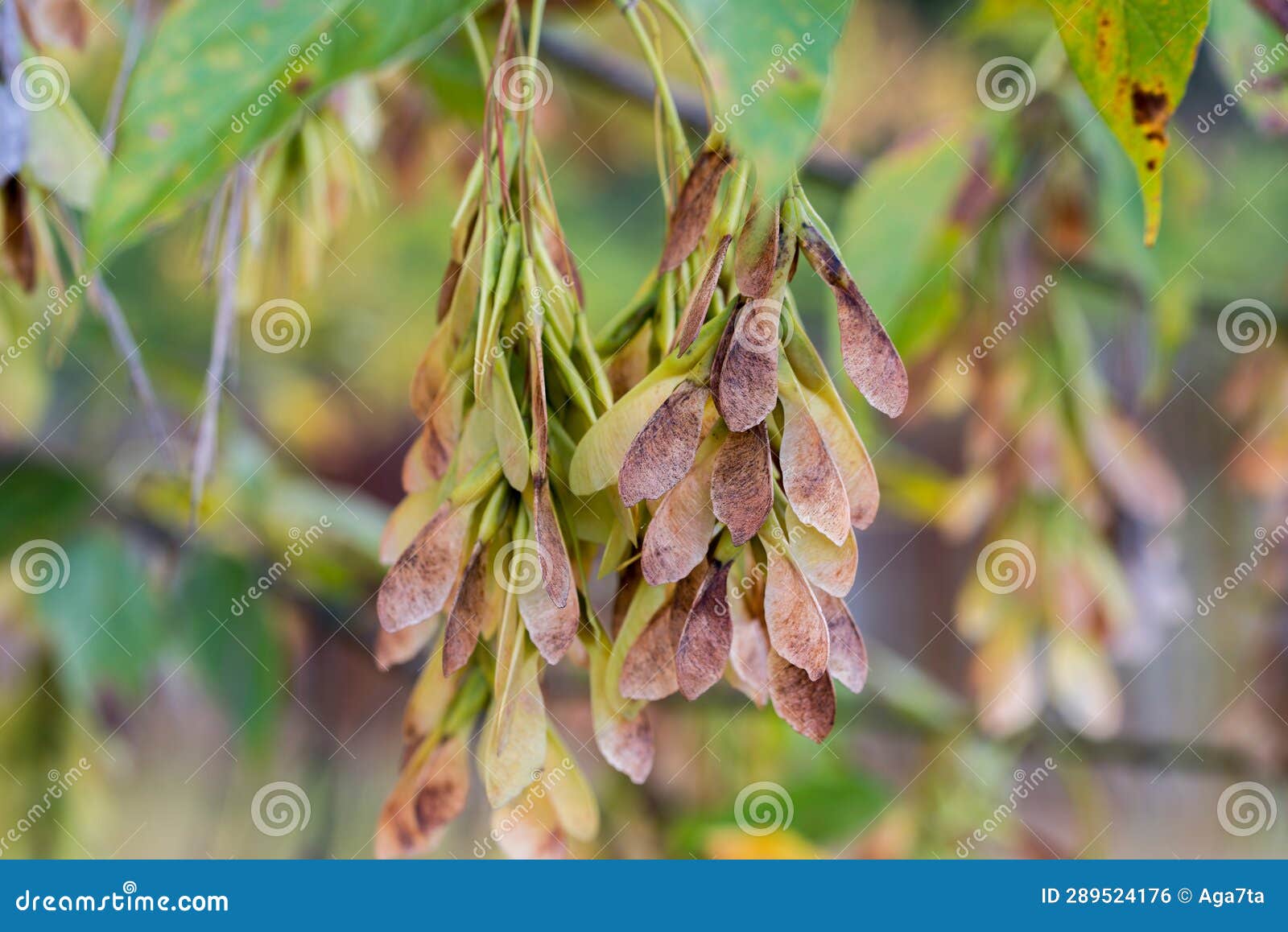 Acer Negundo, Box Elder Seeds Closeup Selective Focus Stock Photo ...