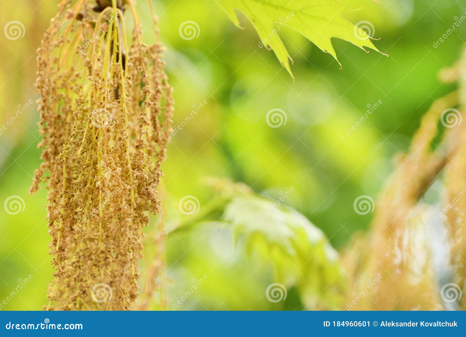 Acer Negundo or Ash-leaved Maple, is a Species of Maple Native Stock ...
