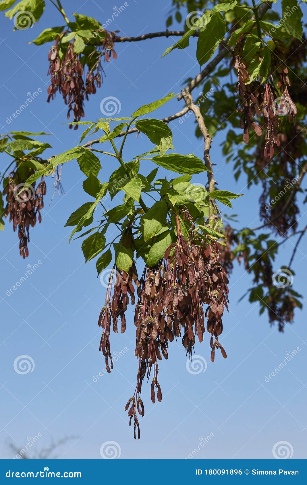 Acer Negundo Branch Close Up Stock Photo - Image of public, botany ...