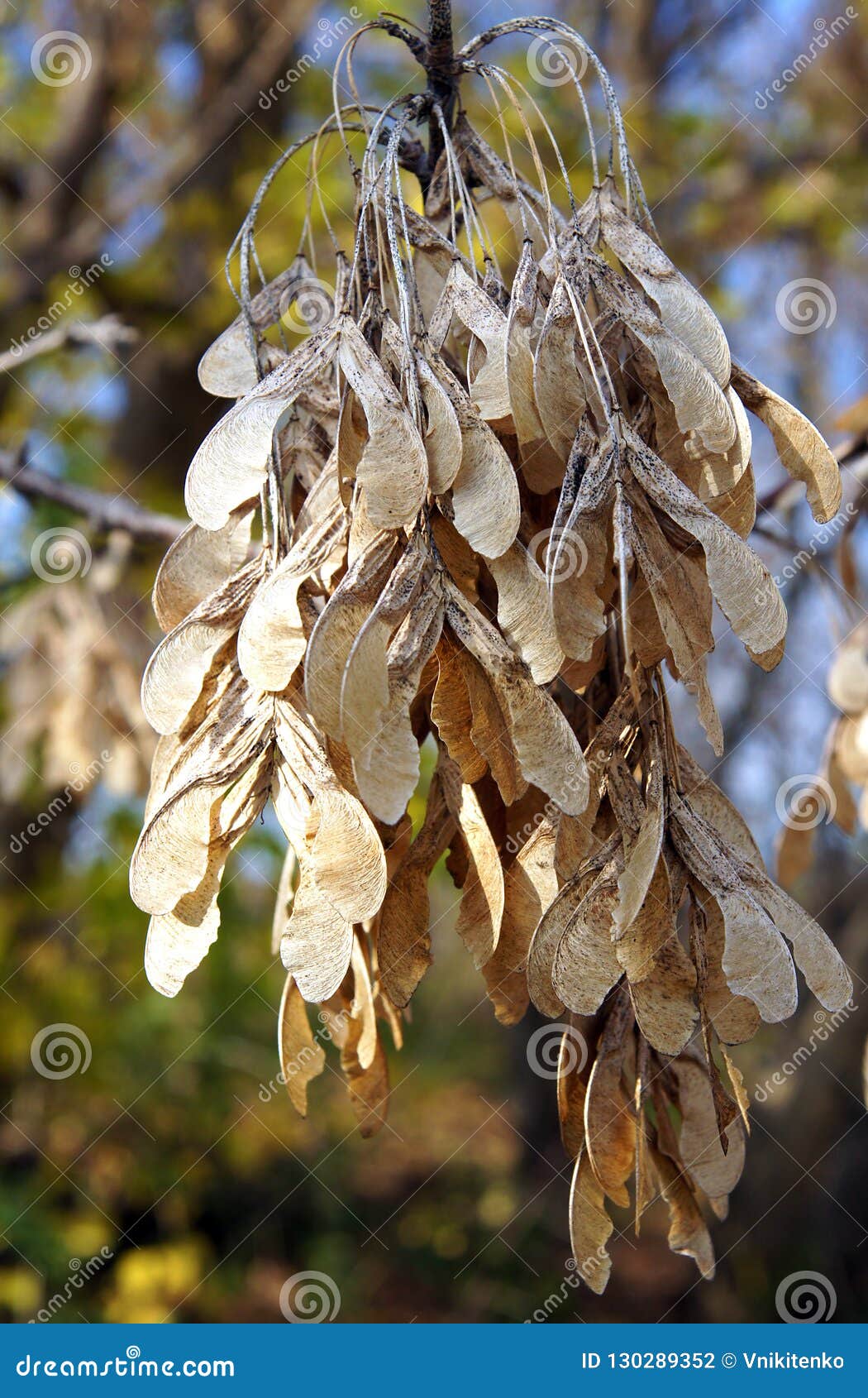 Acer negundo in the fall stock photo. Image of negundo - 130289352
