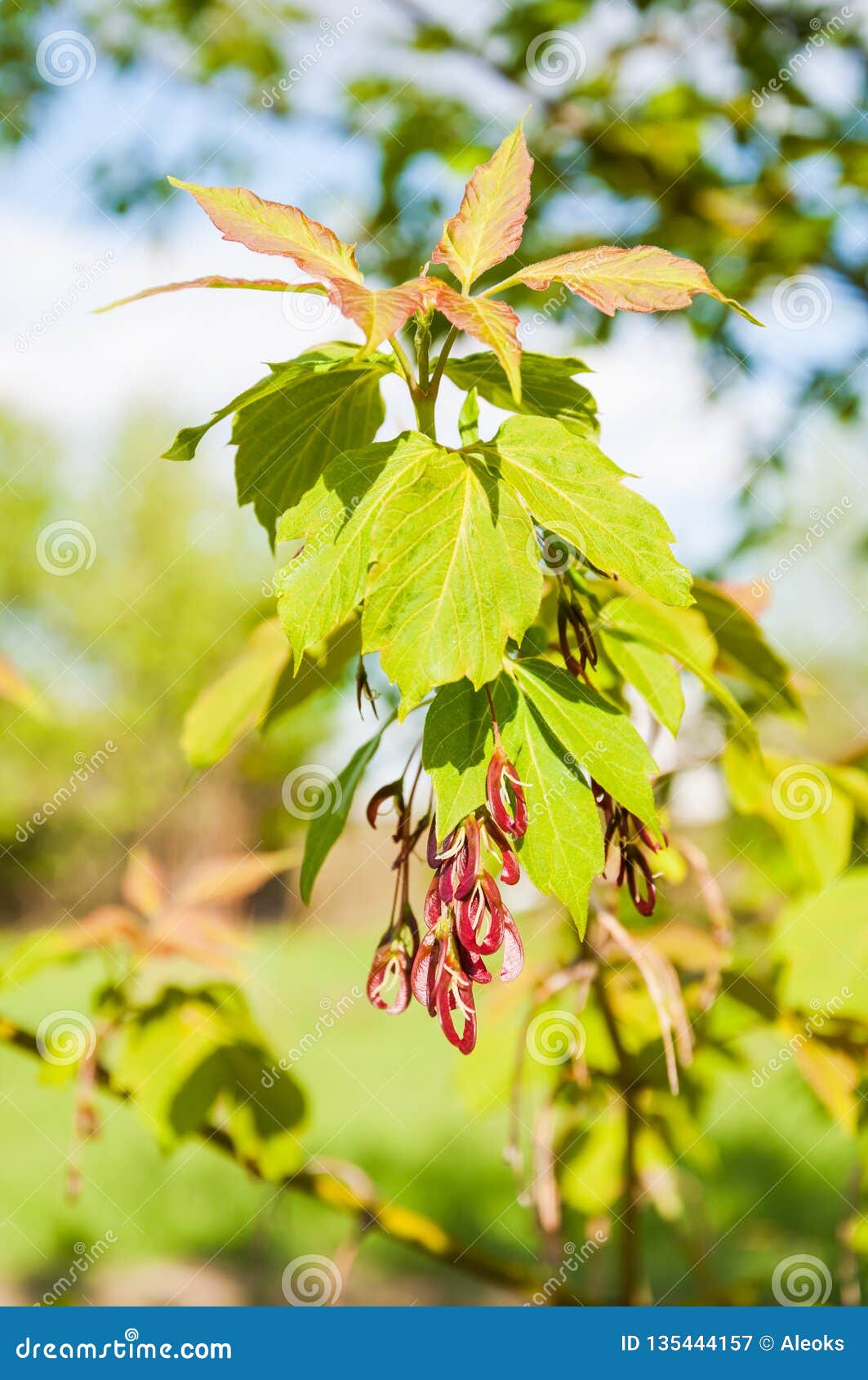 Acer Negundo or Maple Ash in Spring Stock Image - Image of north, maple ...