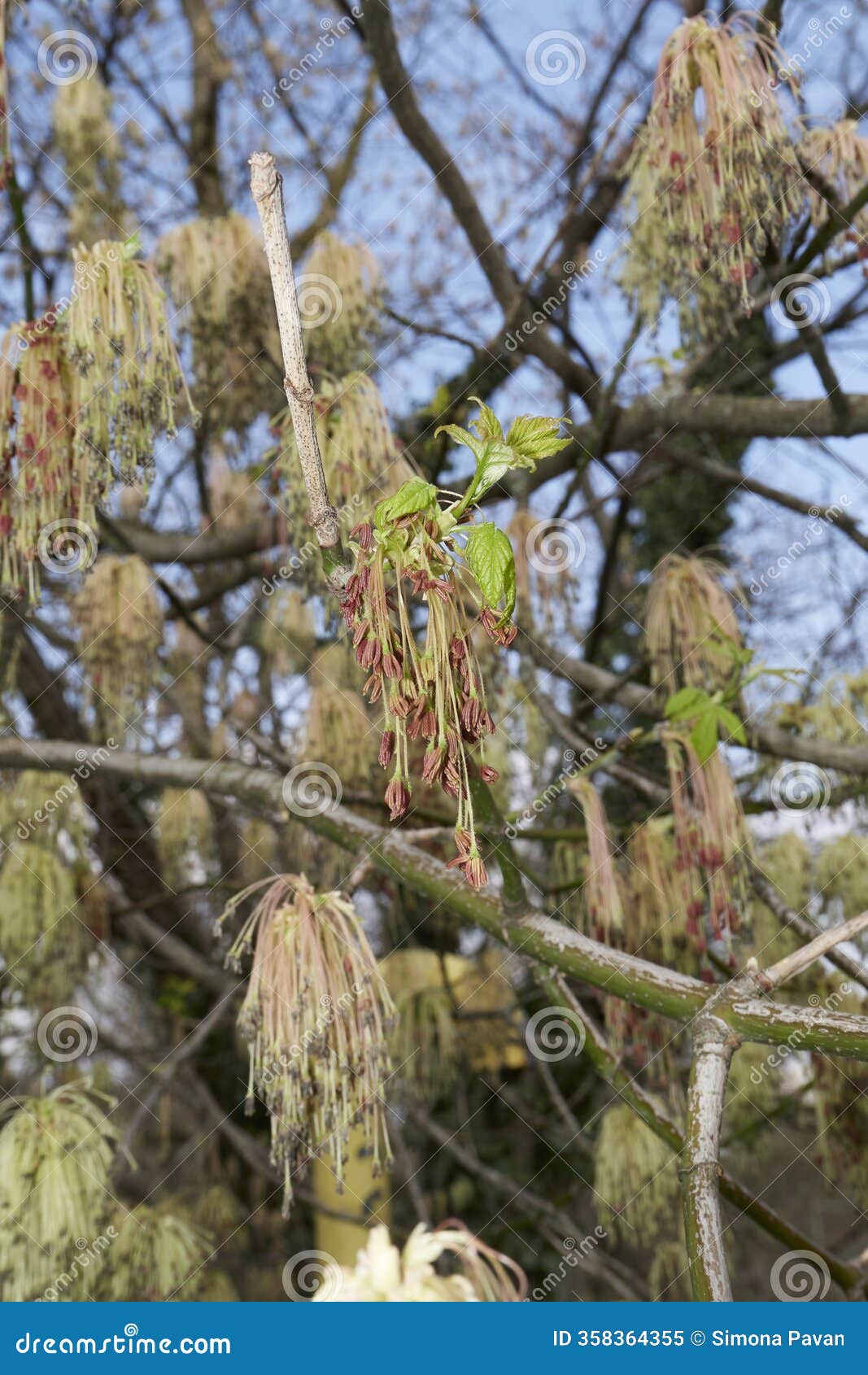Acer negundo tree in bloom stock image. Image of flora - 358364355