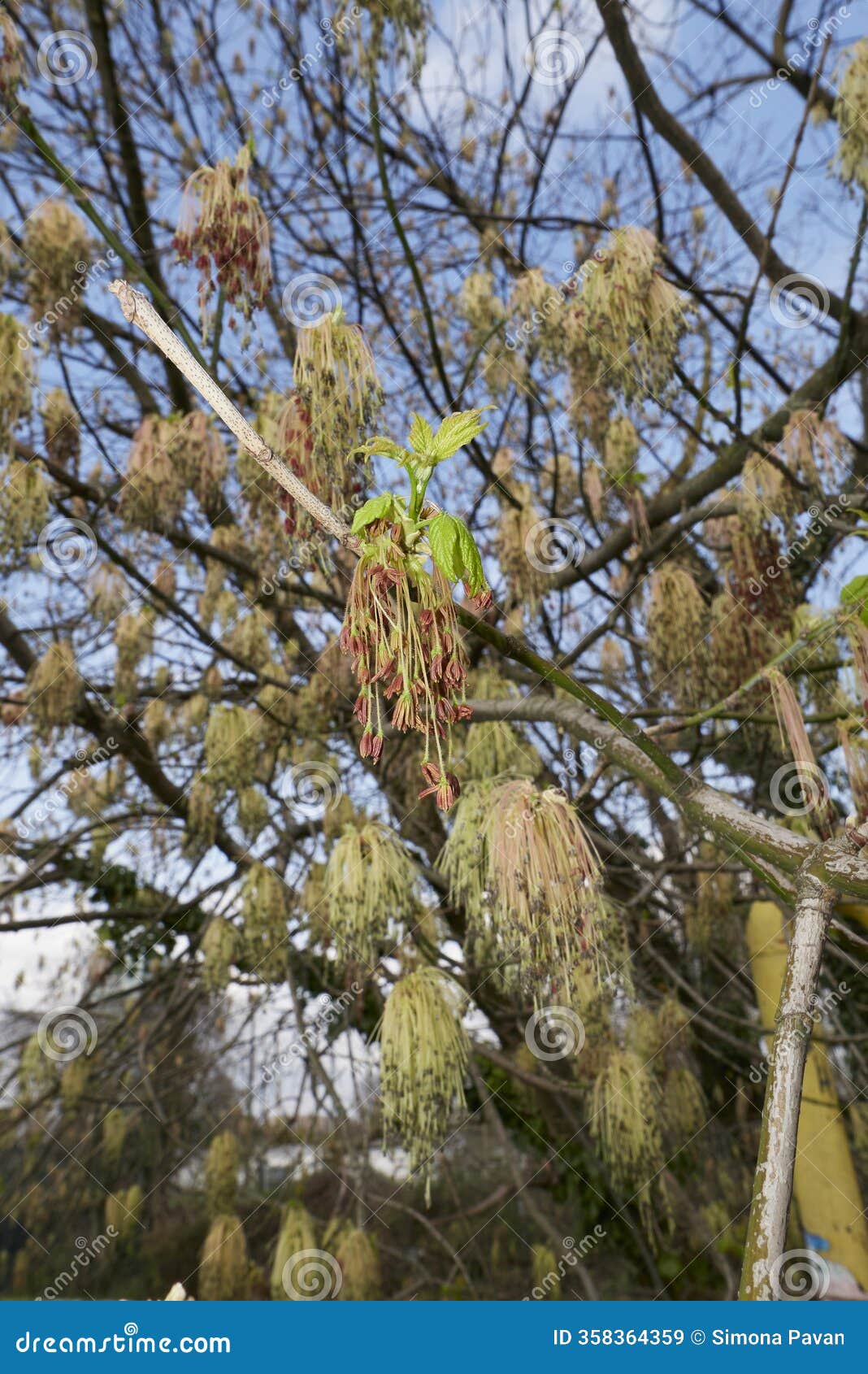 Acer negundo tree in bloom stock image. Image of nature - 358364359