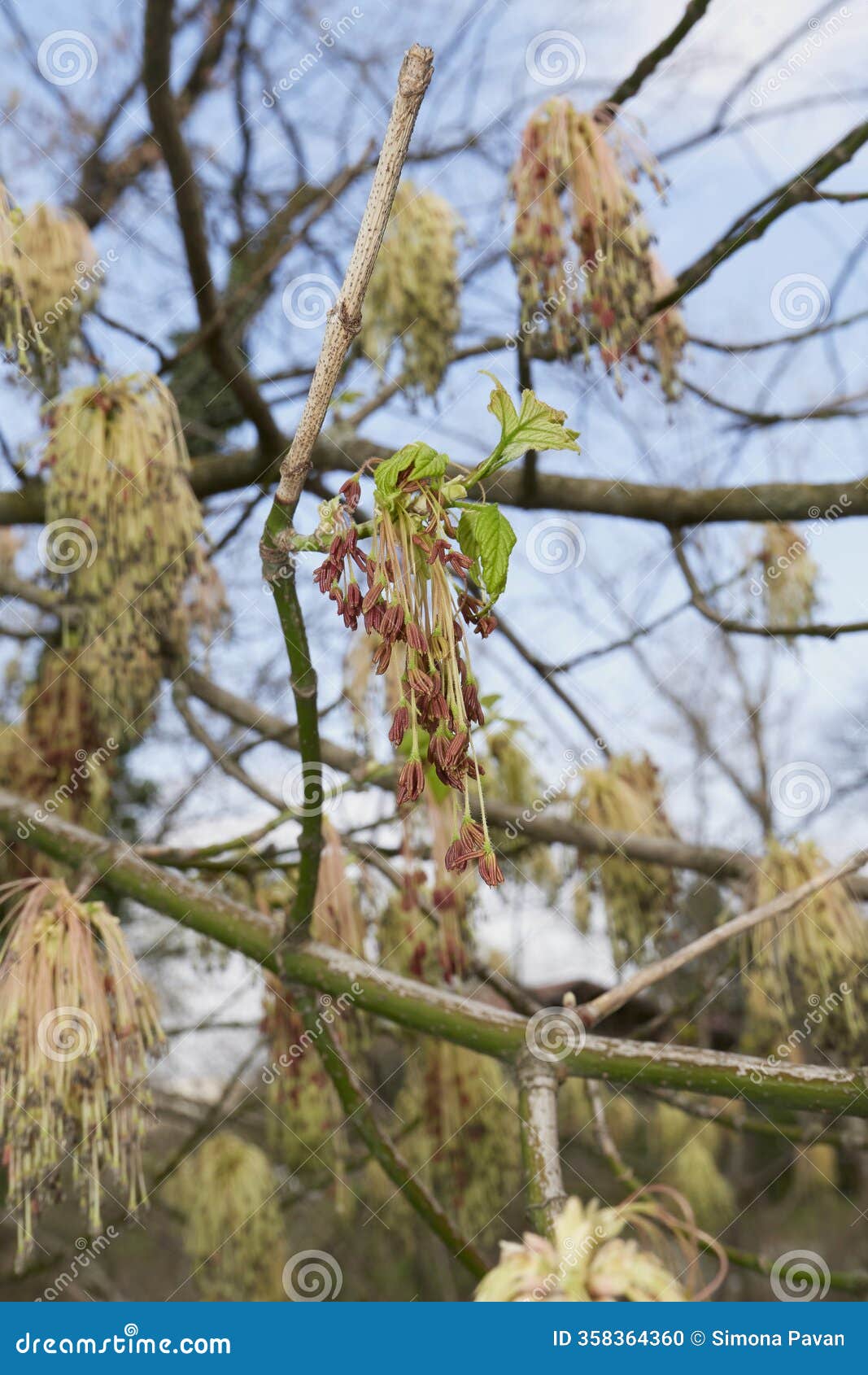 Acer negundo tree in bloom stock photo. Image of inflorescence - 358364360