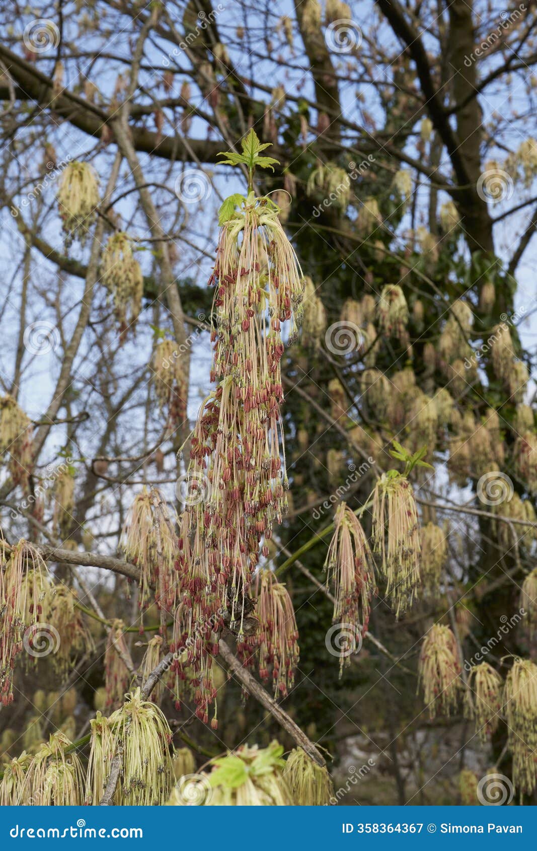 Acer negundo tree in bloom stock image. Image of nature - 358364367