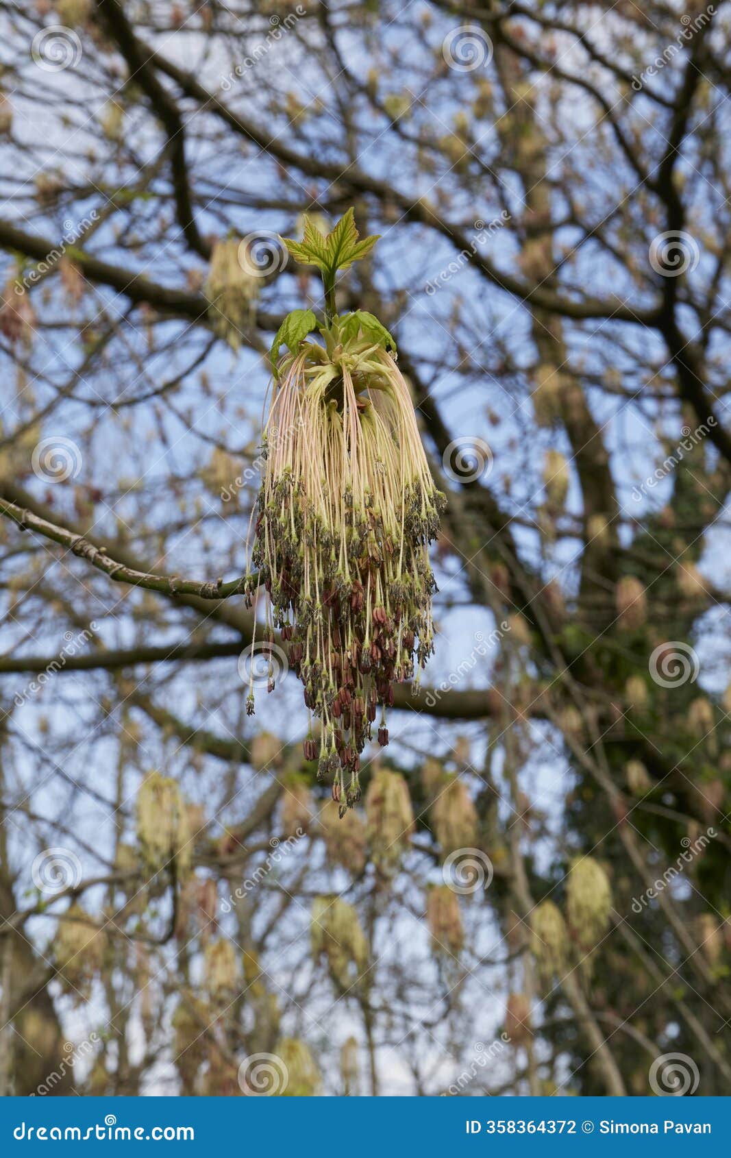 Acer negundo tree in bloom stock photo. Image of yellow - 358364372