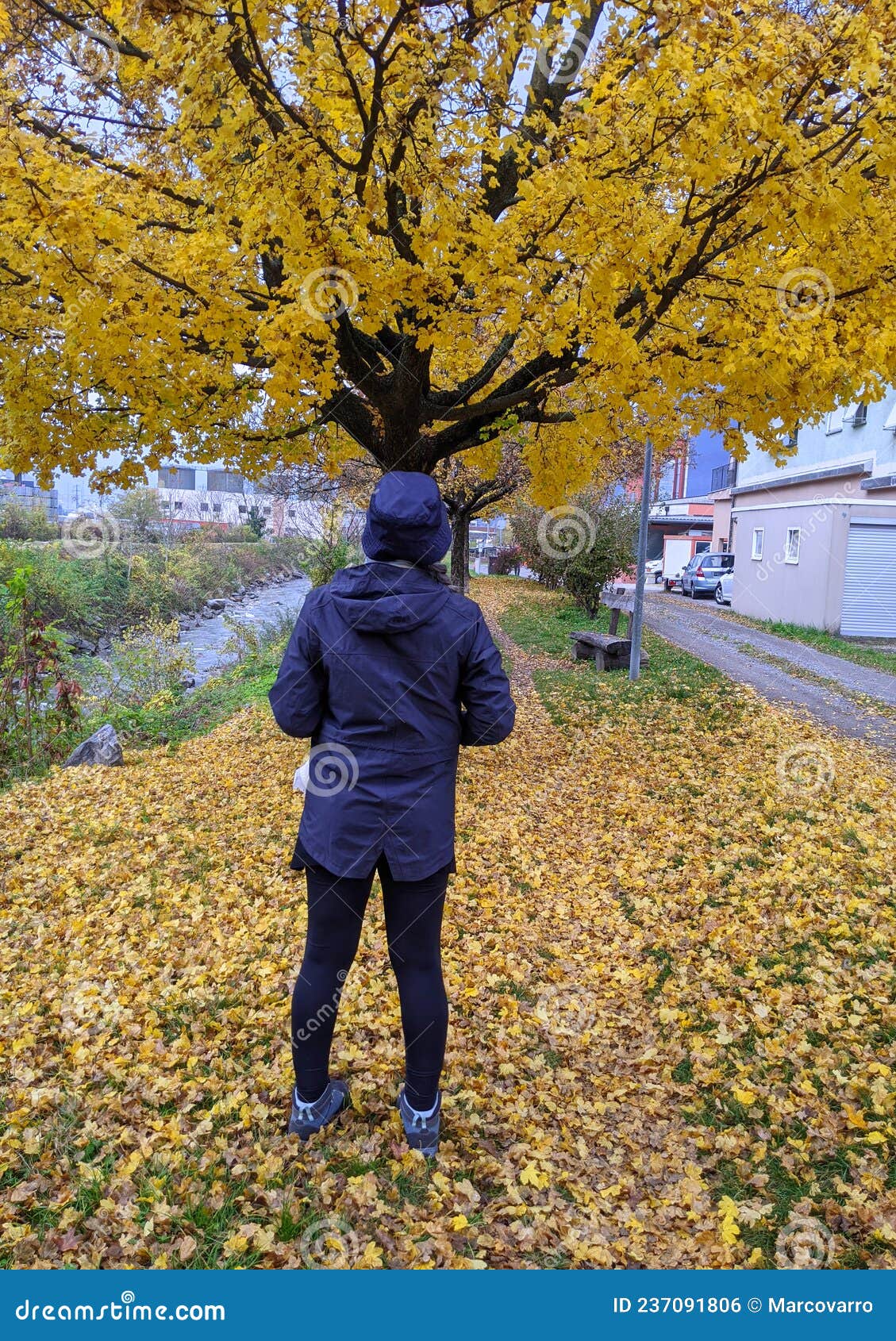 Acer obtusatum leaves stock photo. Image of beautiful - 237091806