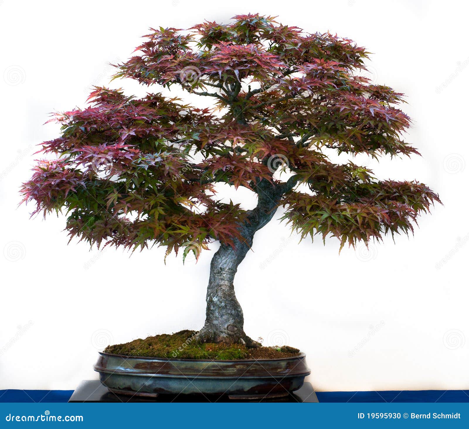 Acer Palmatum As Bonsai Tree Stock Photo - Image of plant, small: 19595930
