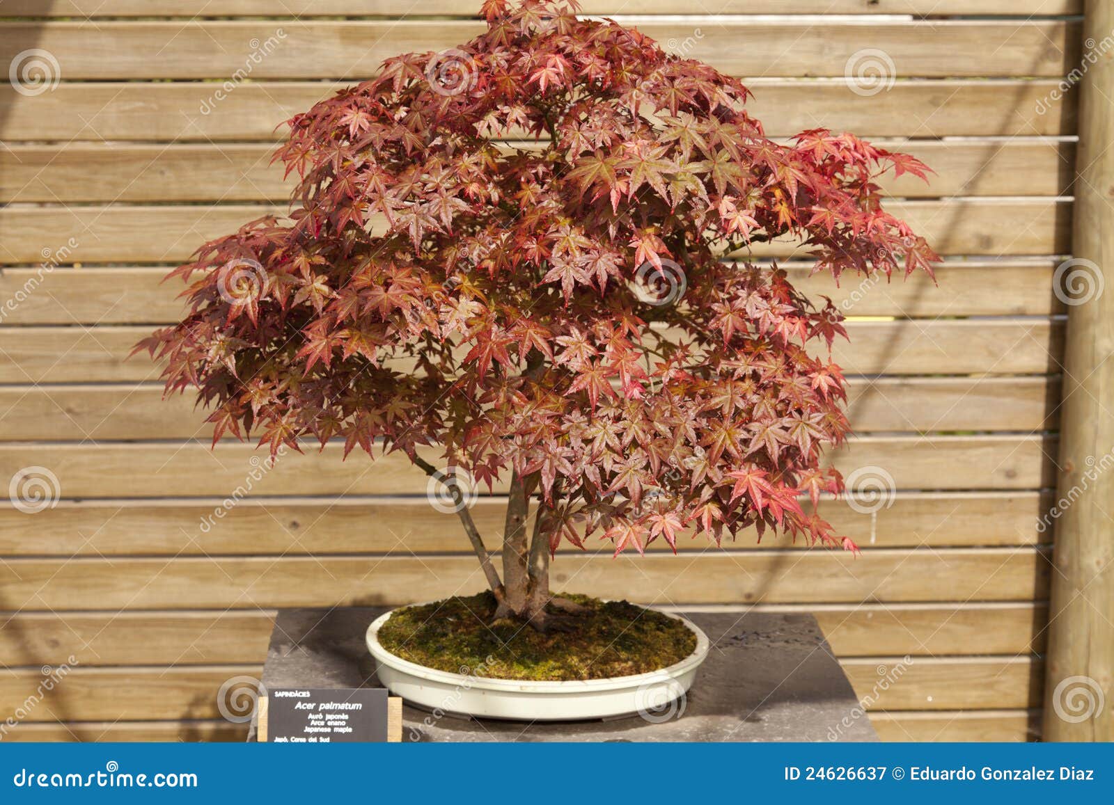 Acer Palmatum Bonsai Picture. Image: 24626637
