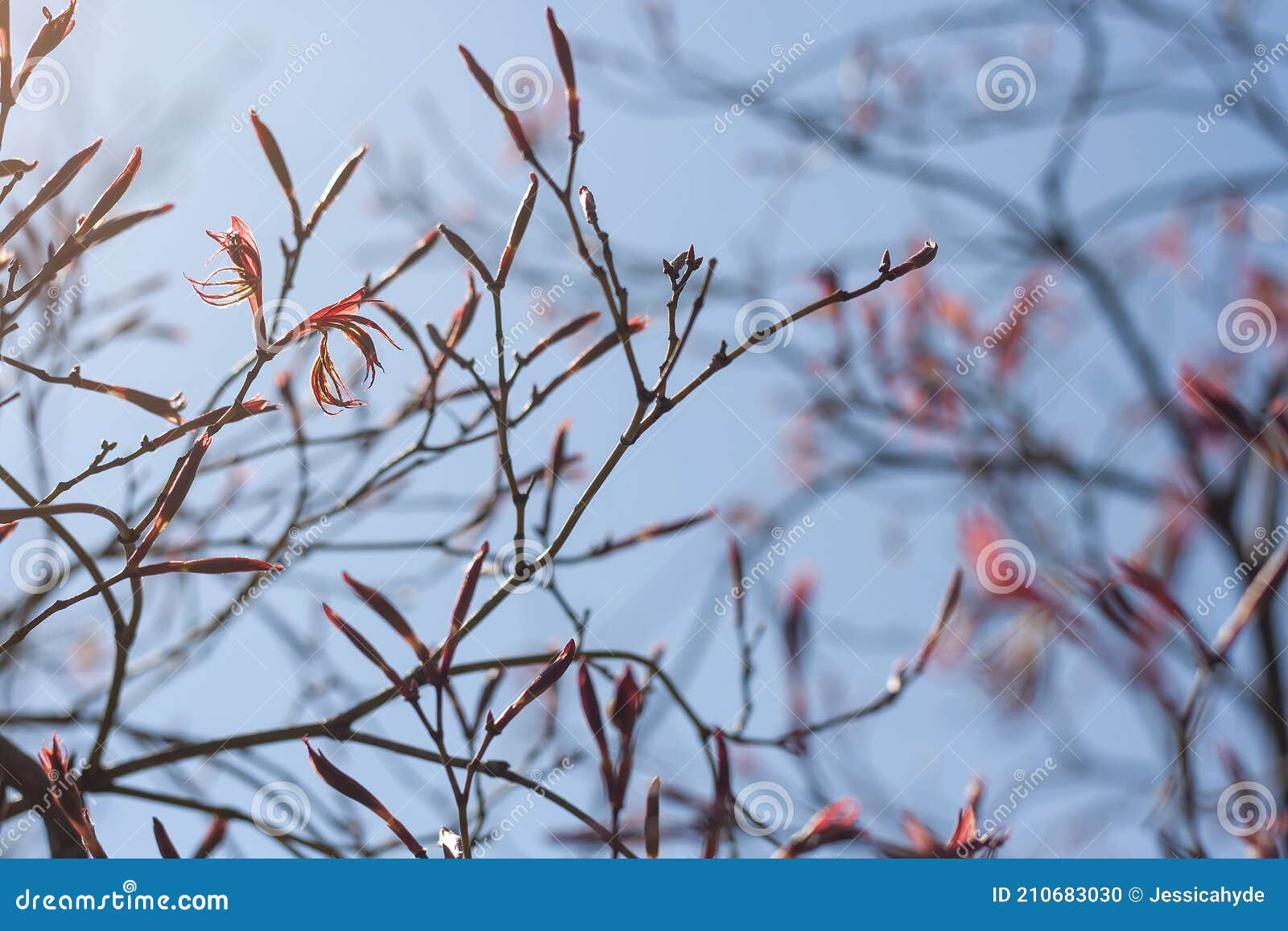 Japanese Maple Sprouting Foliage Stock Photo - Image of garden ...