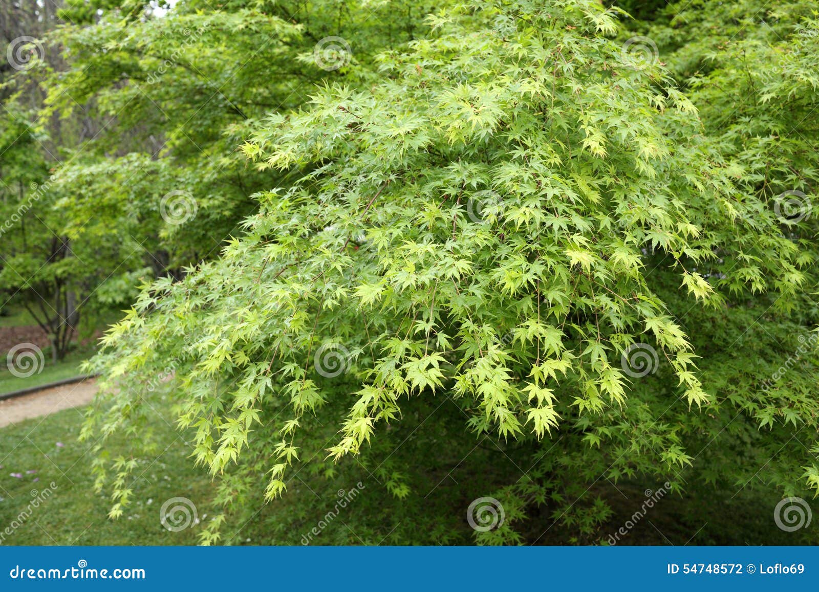 Acer palmatum stock photo. Image of vibrant, tree, botany - 54748572
