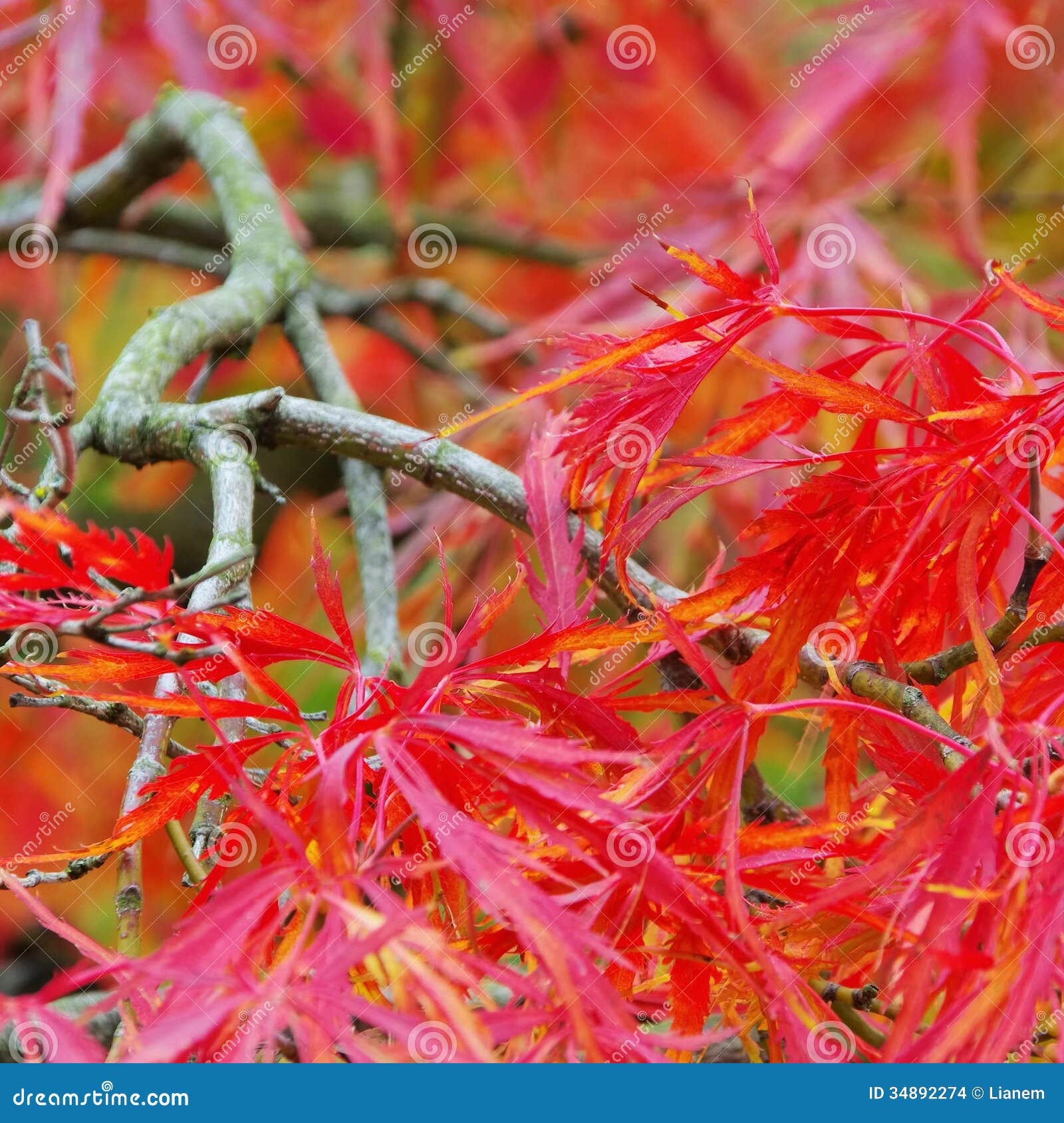 Acer palmatum stock photo. Image of forest, foliage, acer - 34892274