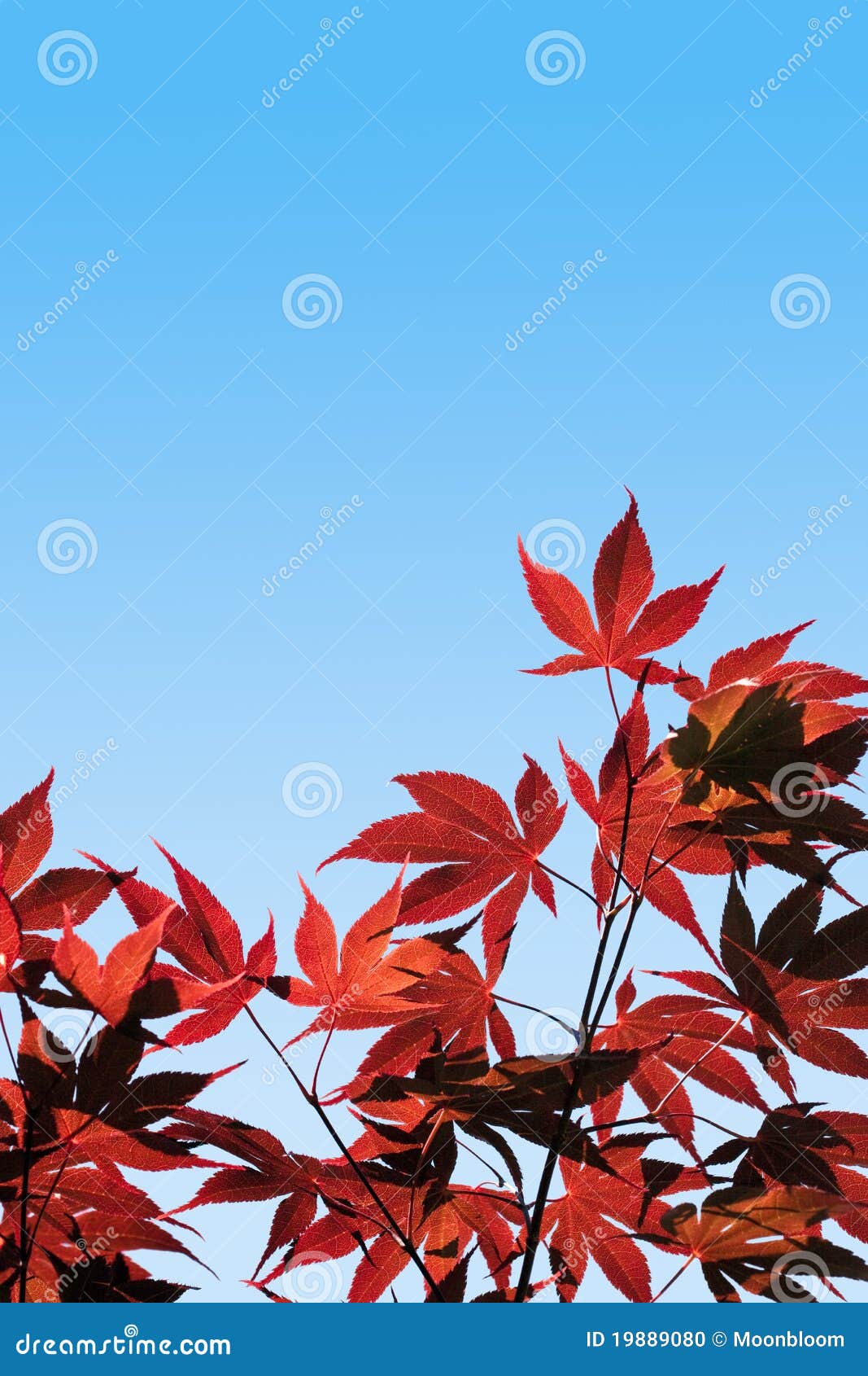 Acer Palmatum, Red Maple - with Clipping Path Stock Photo - Image of ...