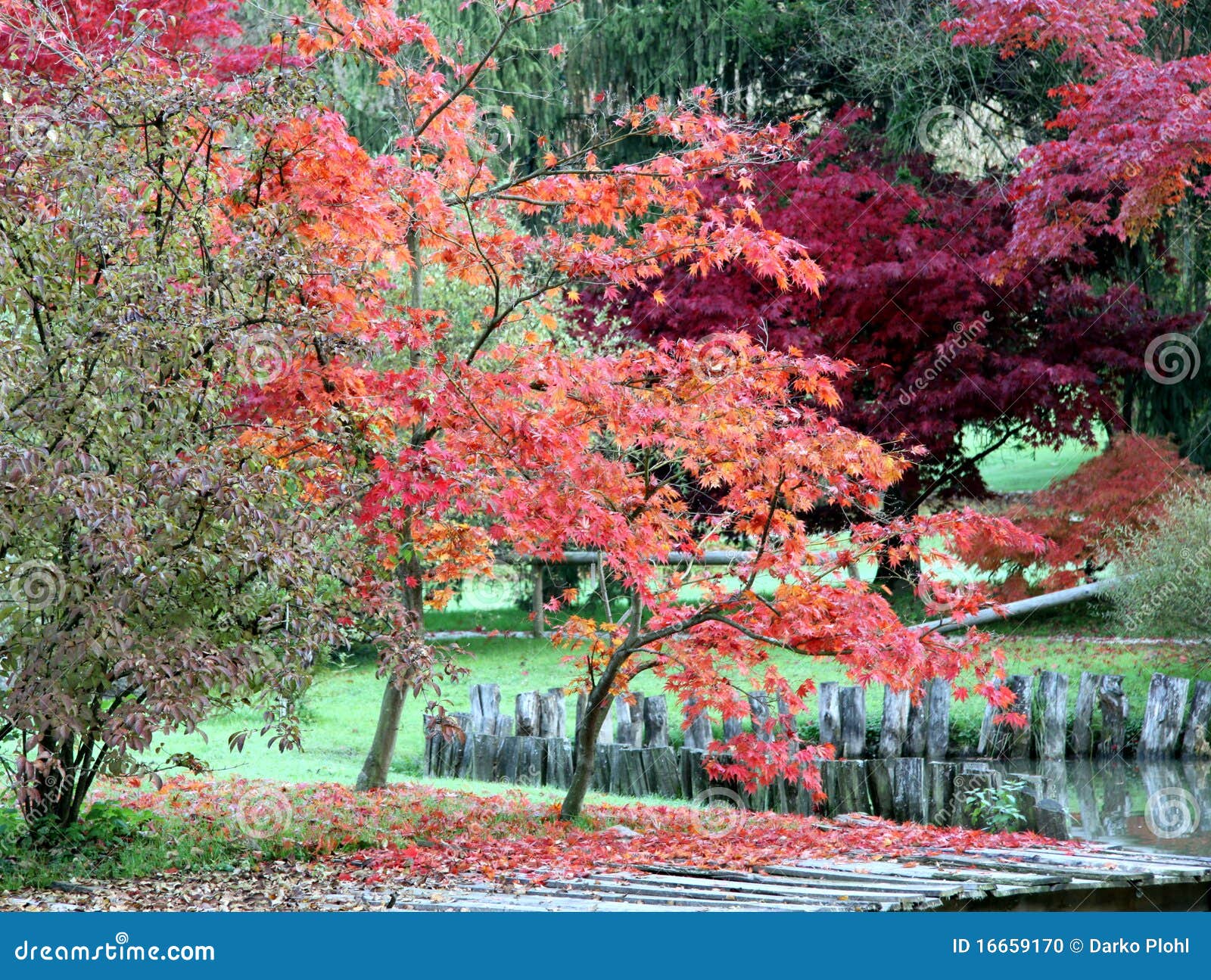Acer palmatum trees stock photo. Image of acer, season - 16659170