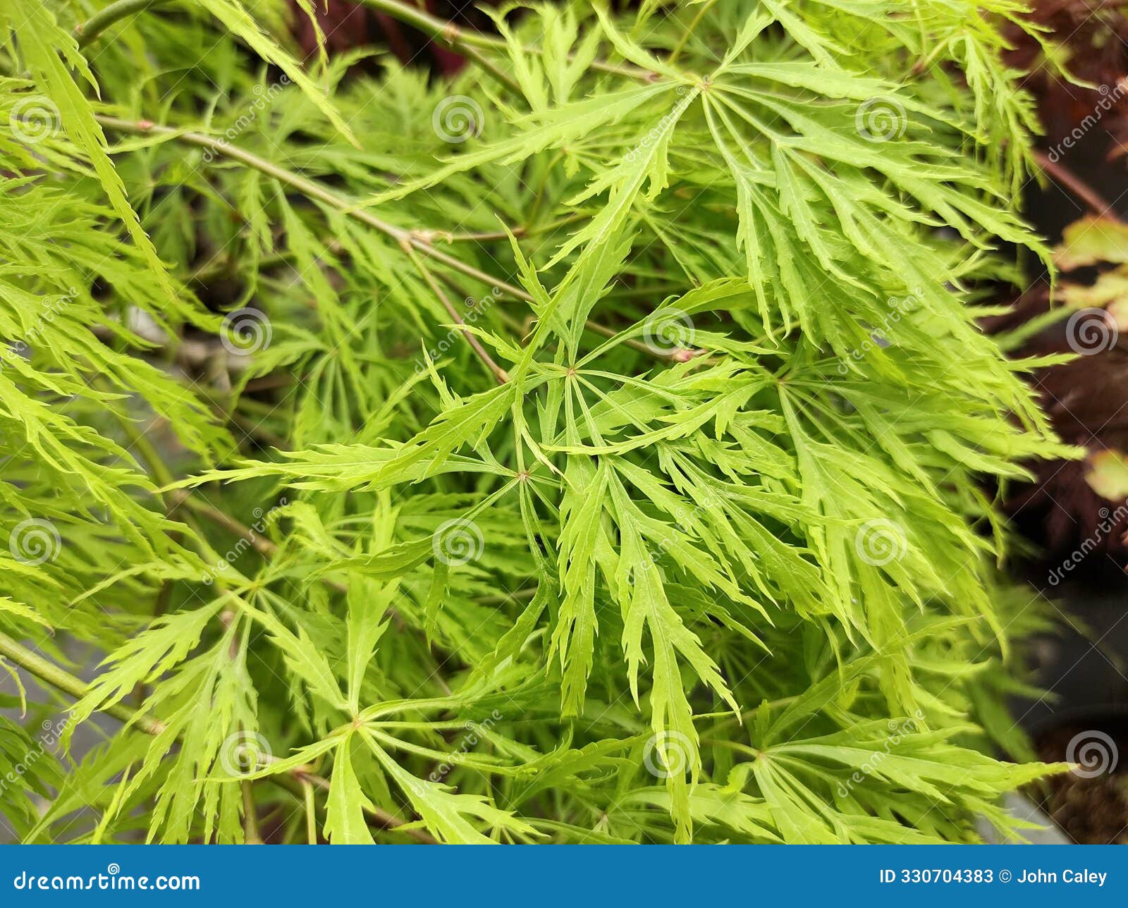 Acer Palmatum Var. Dissectum Stock Image - Image of botany, dissectum ...