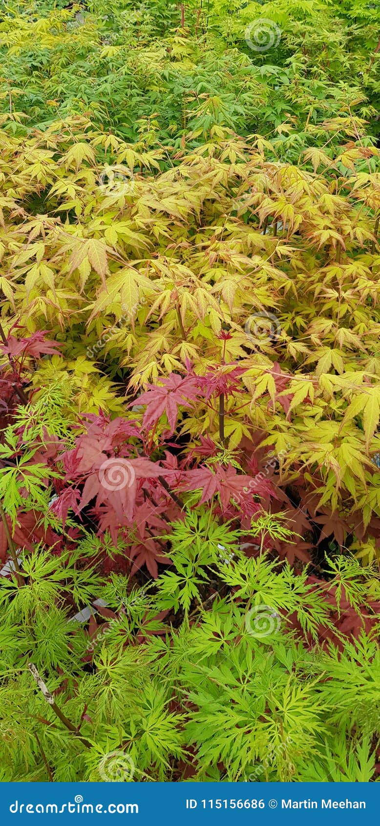Acer Plants at a Retail Nursery for Sale. Stock Photo - Image of ...