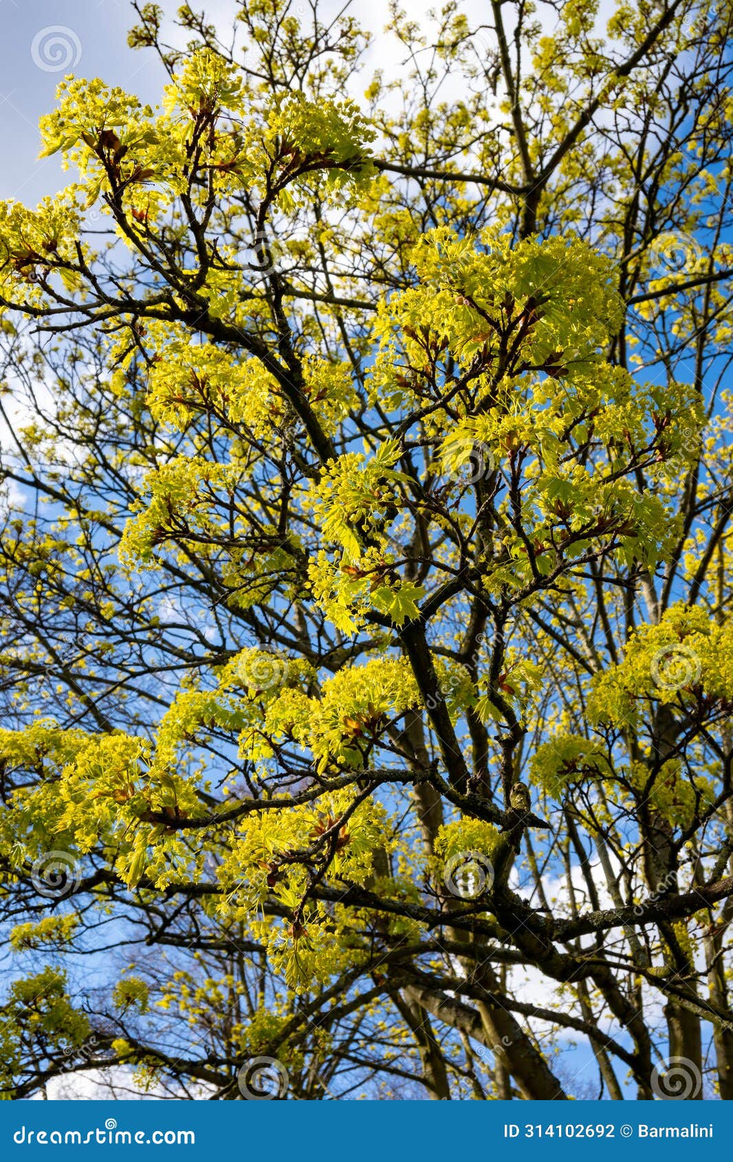Acer Platanoides, Commonly Known As Norway Maple in Spring Blossom ...