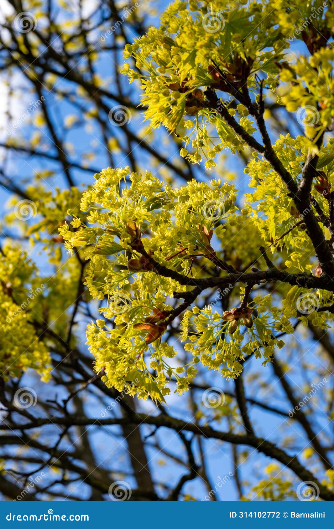 Acer Platanoides, Commonly Known As Norway Maple in Spring Blossom ...